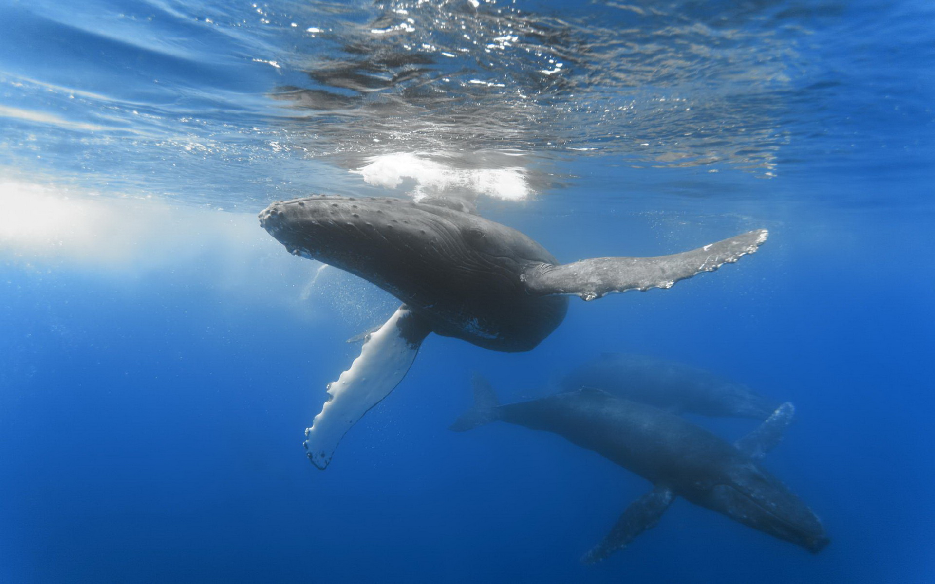 Download Animal Whale HD Wallpaper