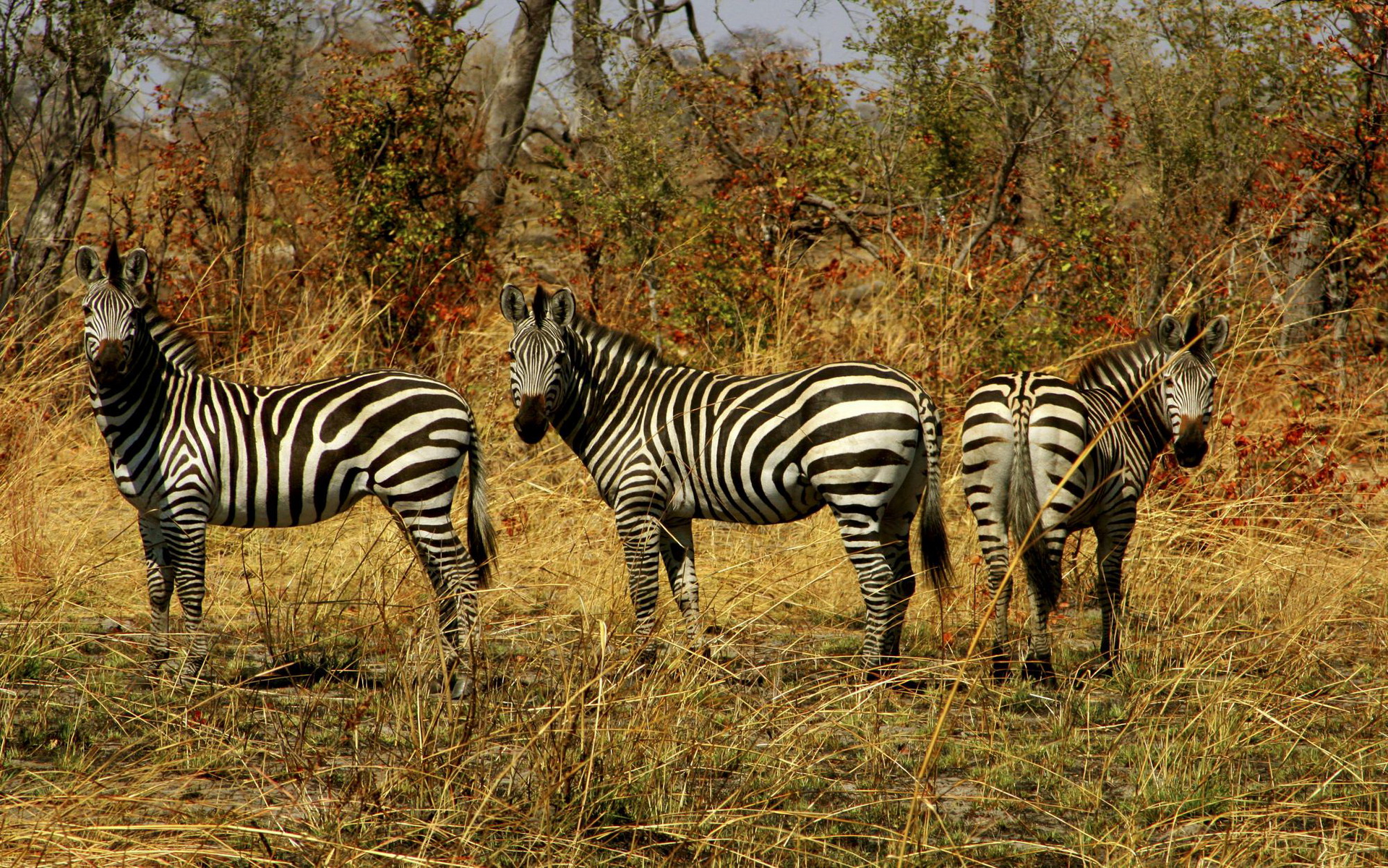 Download Animal Zebra HD Wallpaper
