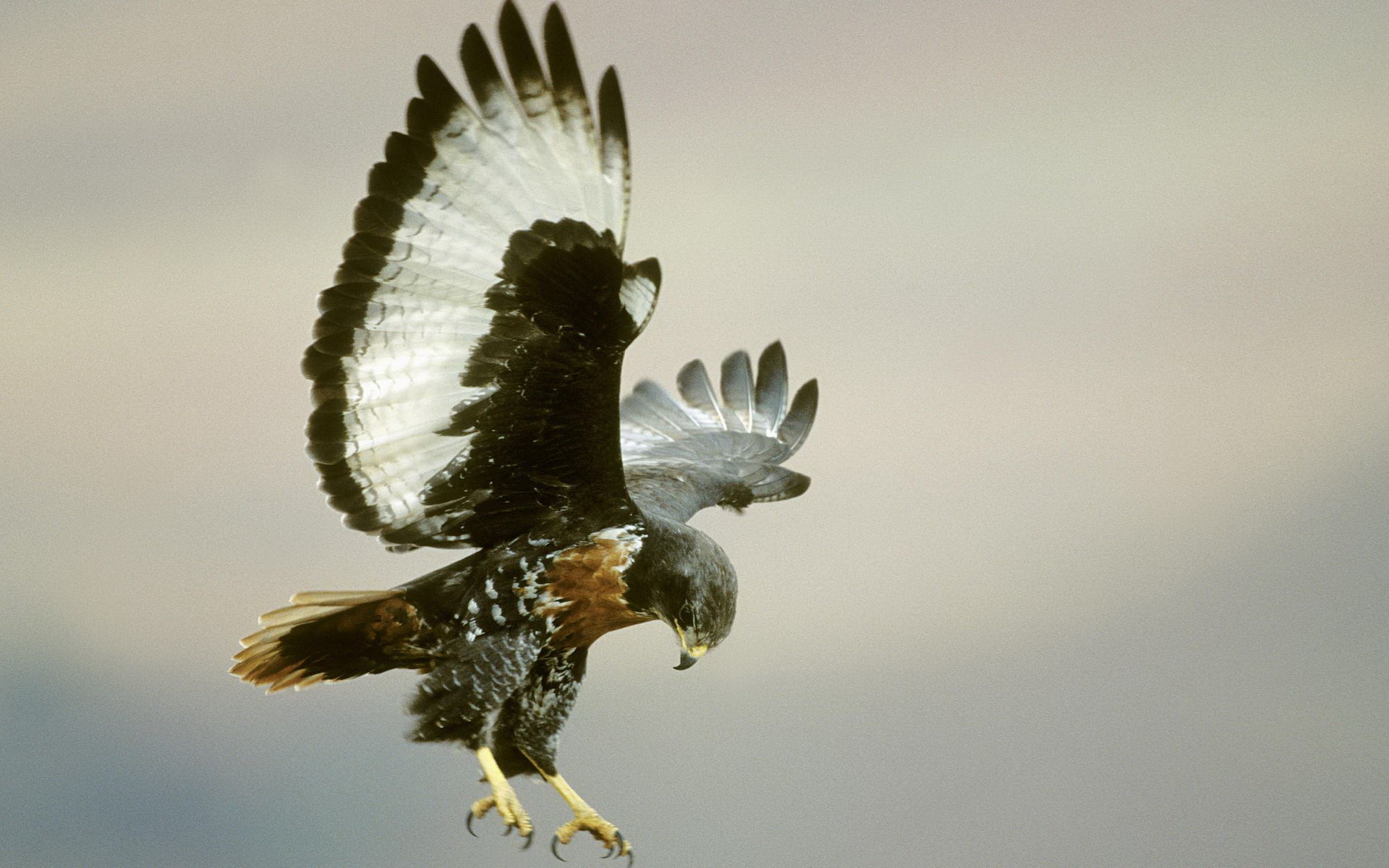 Wallpaper Ndash Running Eagle