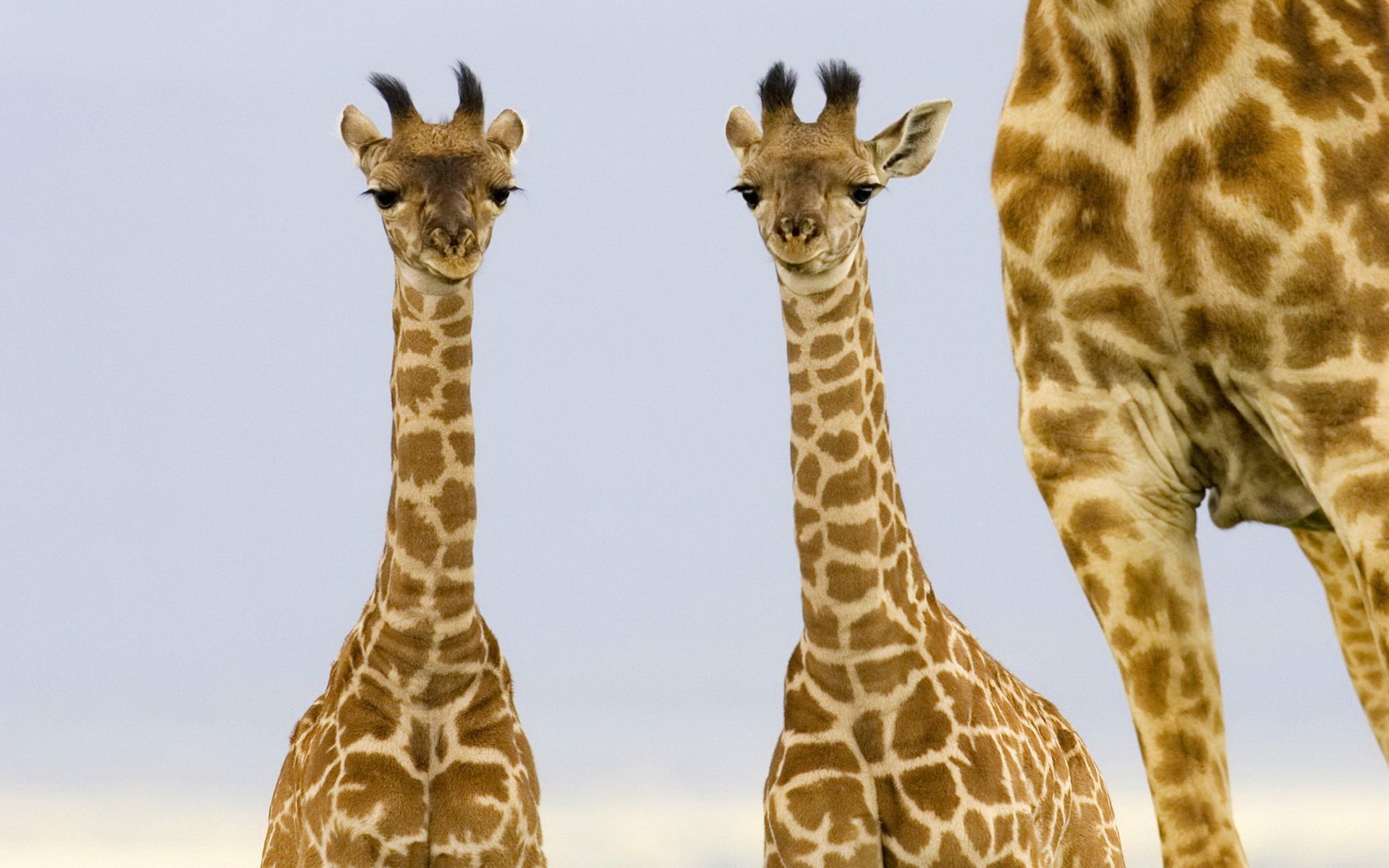 Download Animal Giraffe HD Wallpaper