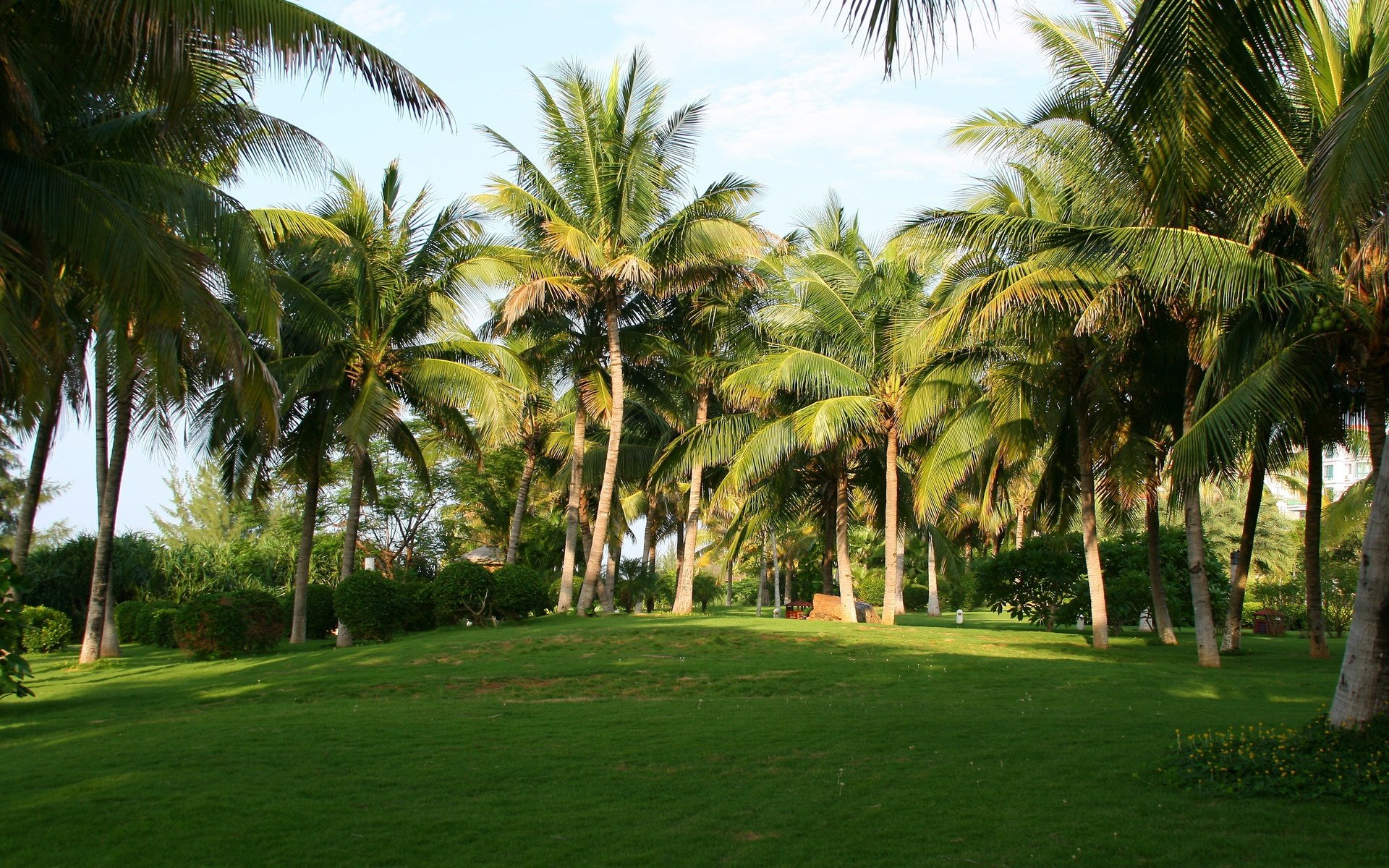 Download Nature Palm Tree HD Wallpaper | 1920x1200 | Wallpaper Abyss