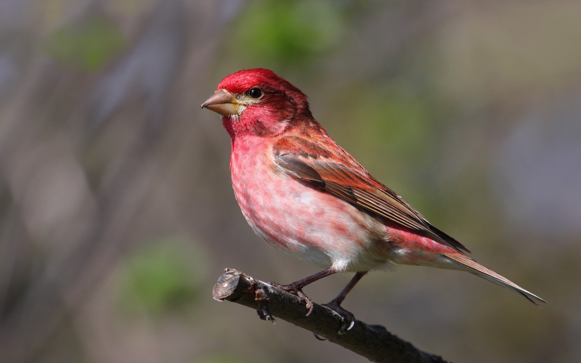 Vibrant Finch in HD: Nature's Colorful Songbird Wallpaper