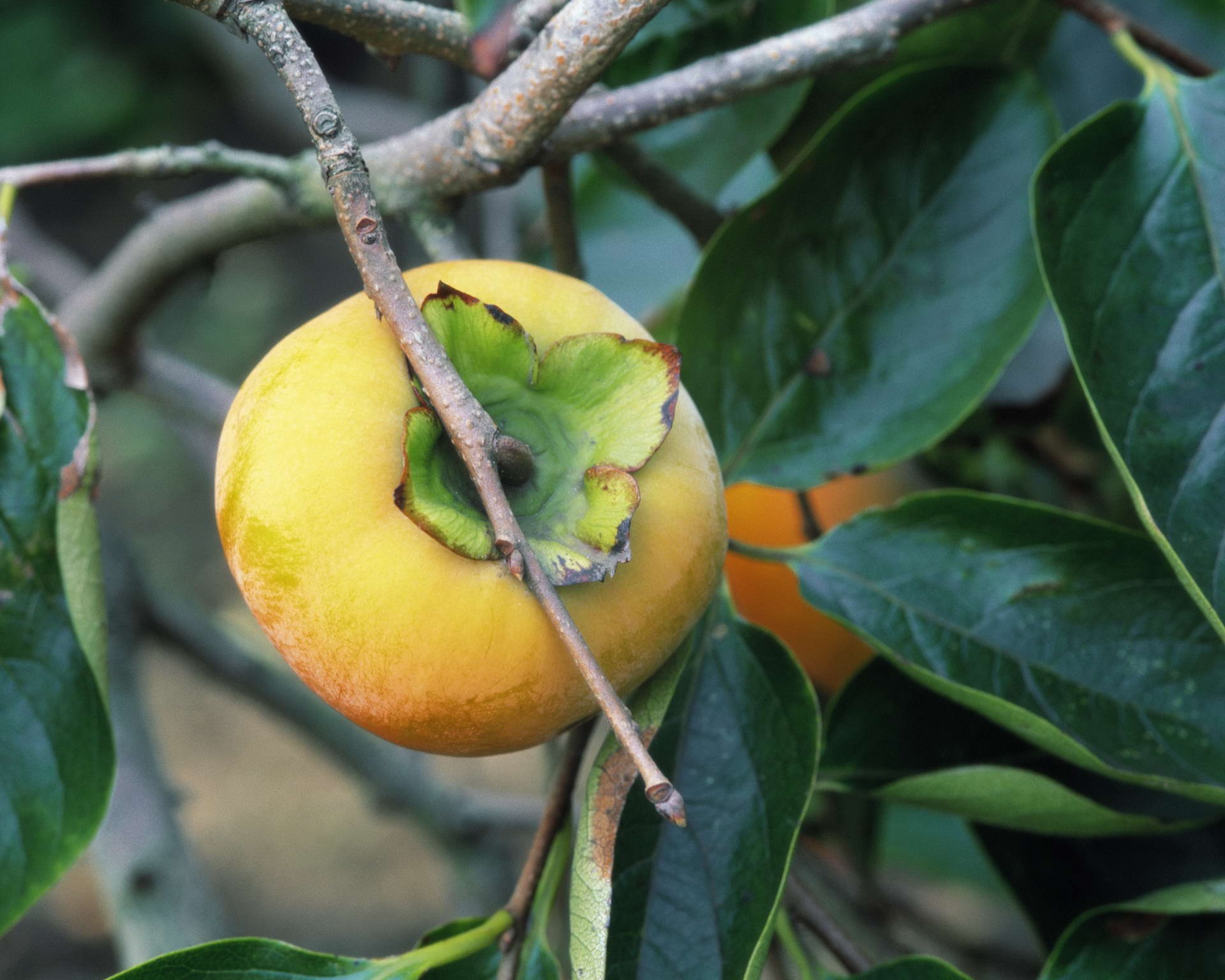 Persimmon - Desktop Wallpapers, Phone Wallpaper, PFP, Gifs, and More!