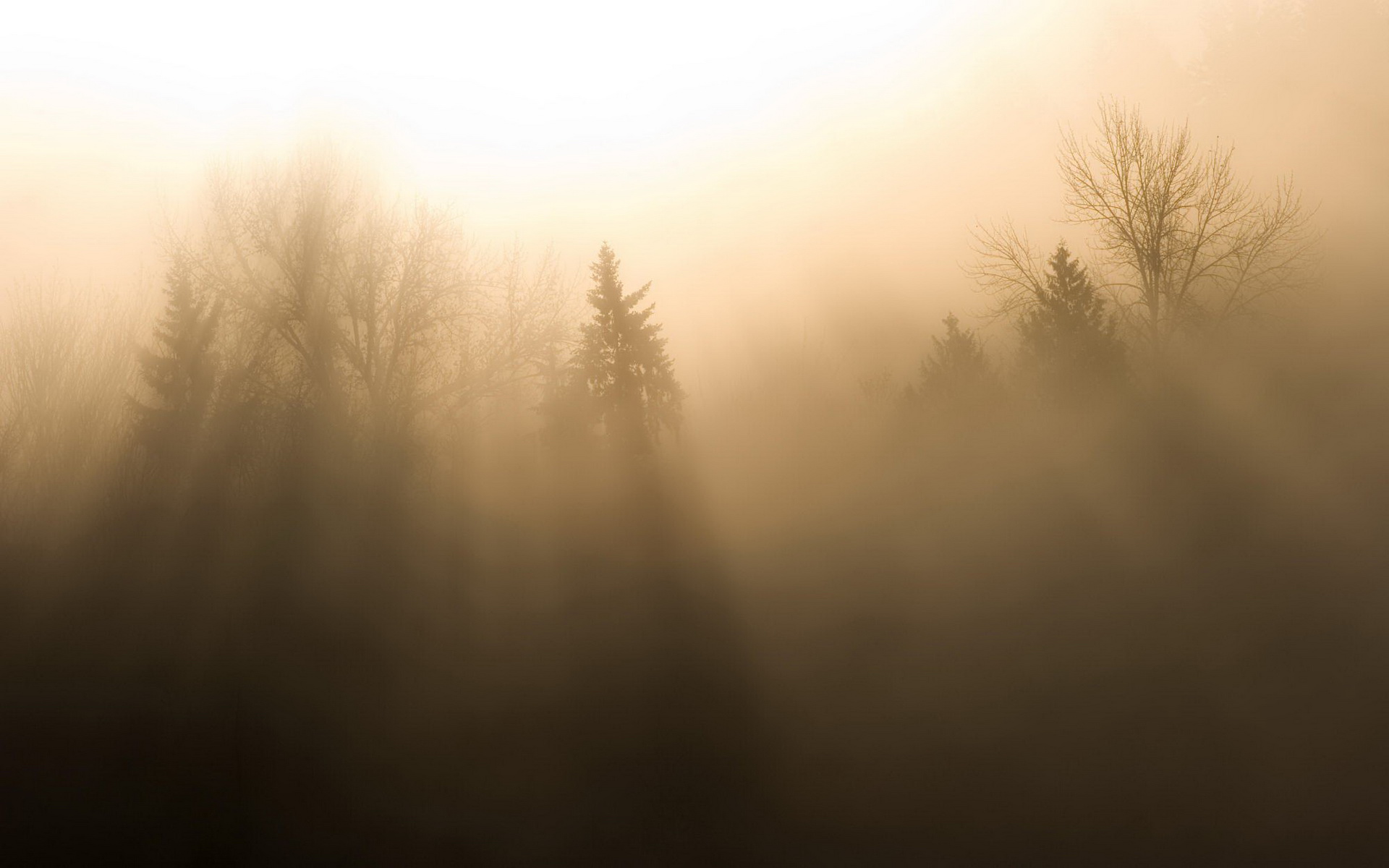 Download Nature Fog HD Wallpaper