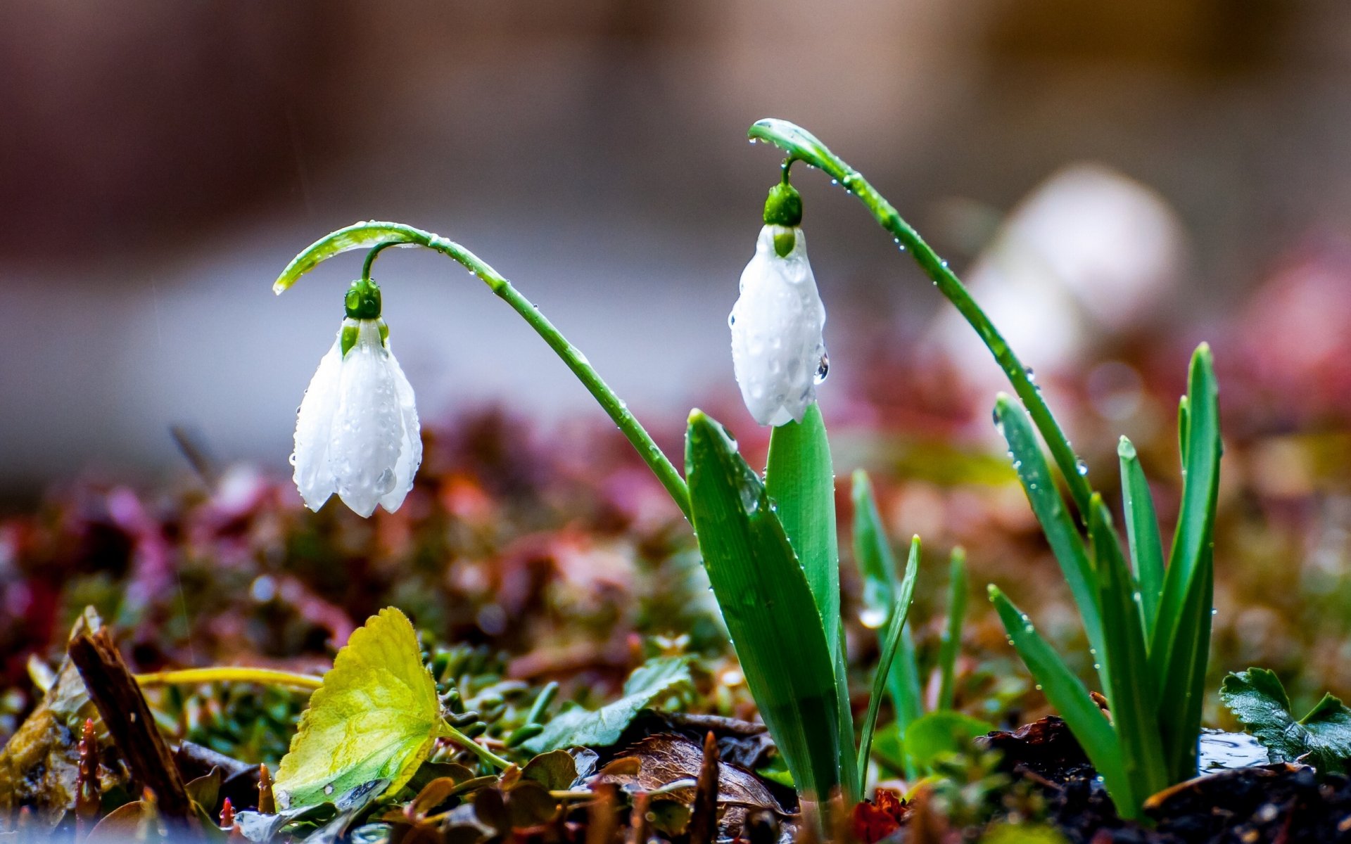 Download Raindrops Spring Flower Nature Snowdrop HD Wallpaper