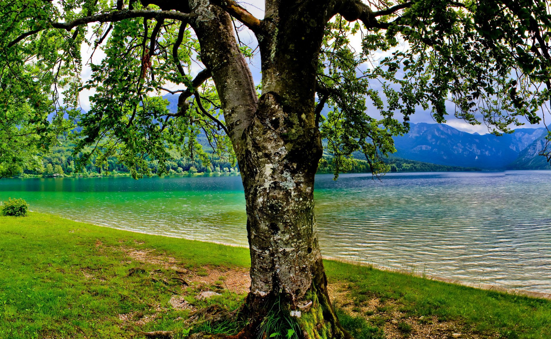 Tranquil Tree: HD Wallpaper of Nature's Beauty