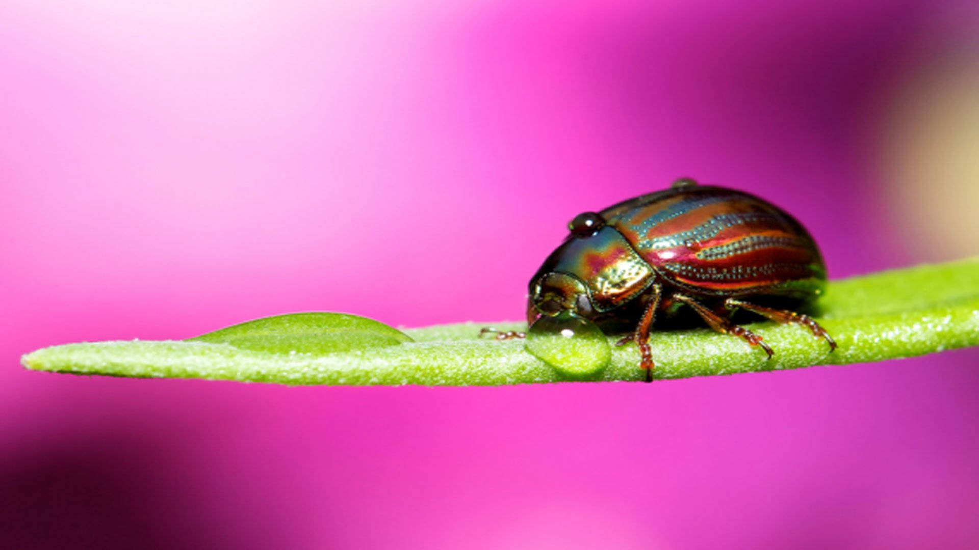 Download Animal Beetle HD Wallpaper
