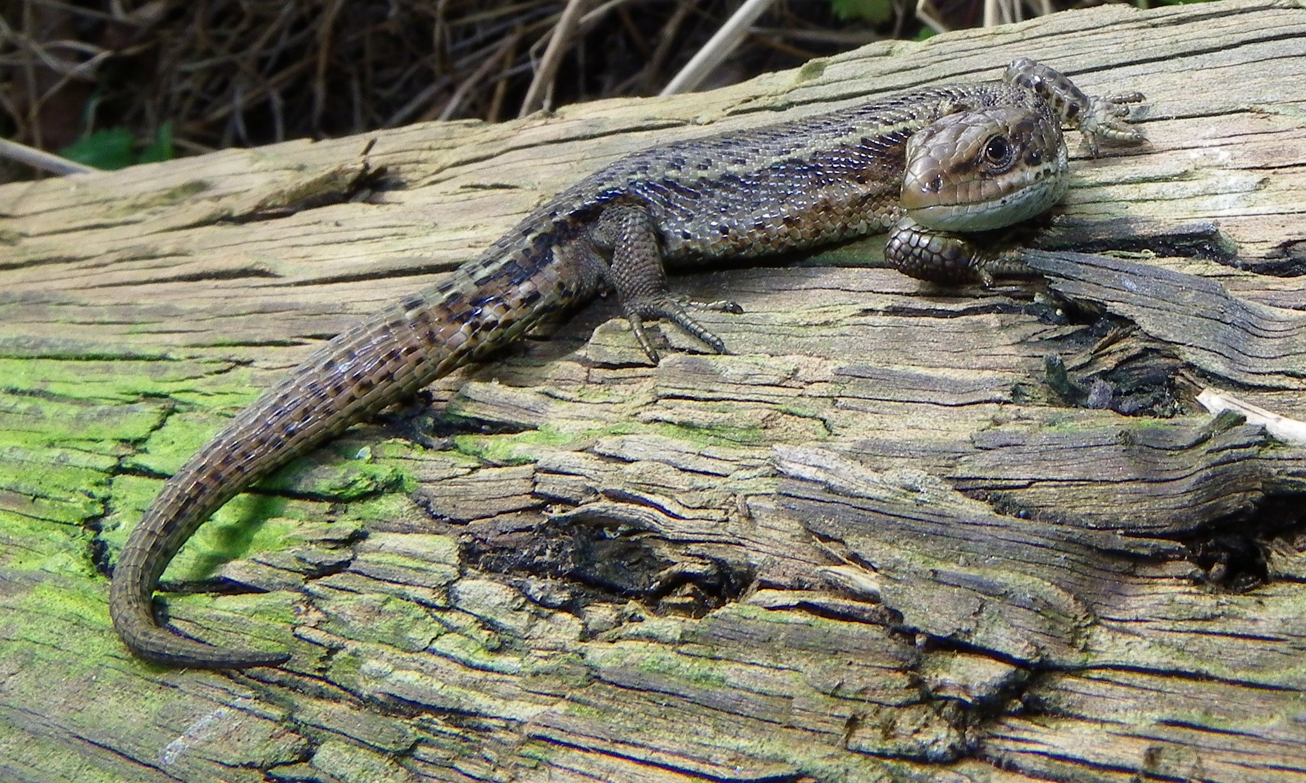 Download Animal Lizard HD Wallpaper