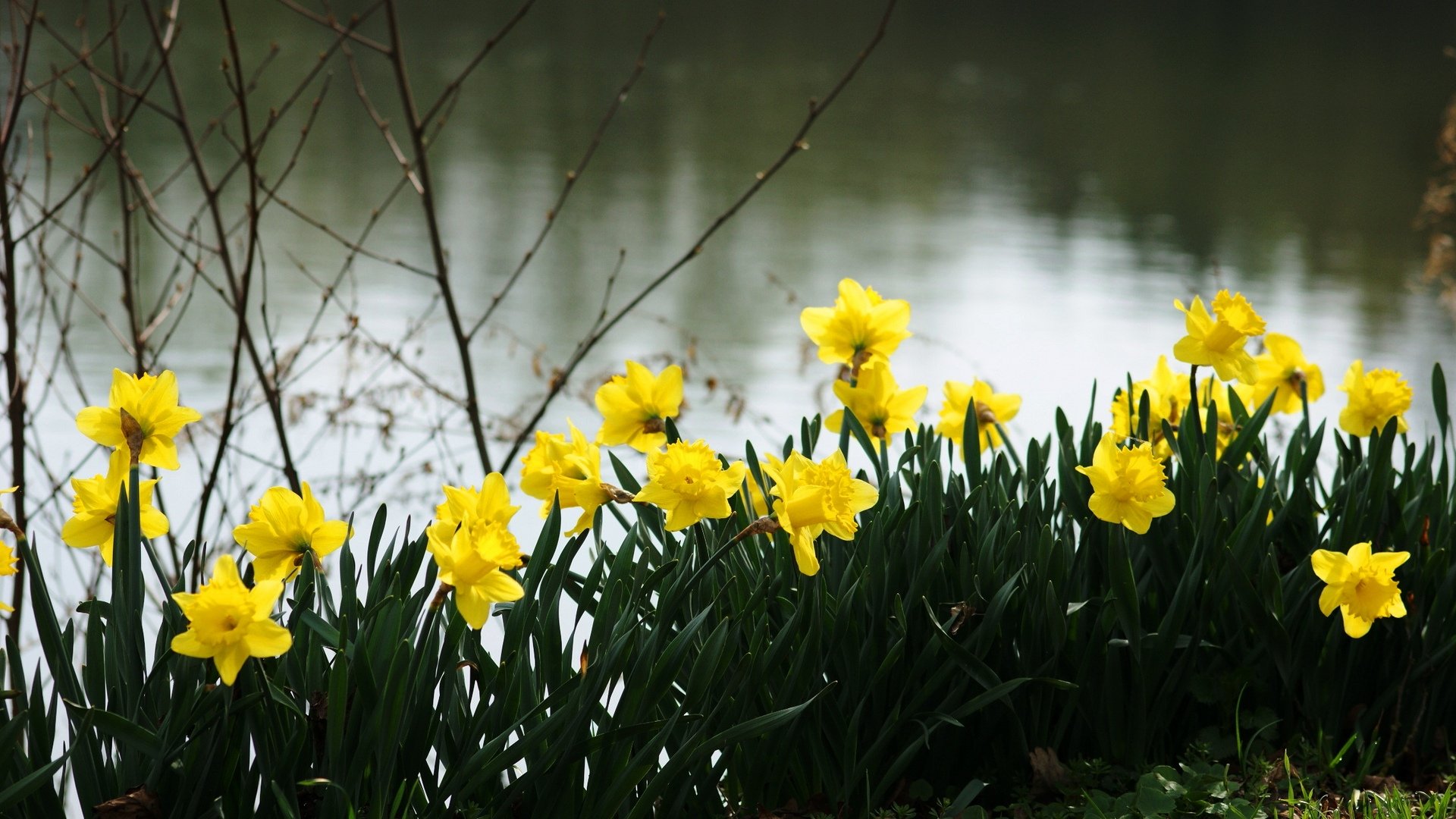 Radiant Daffodils by the Water | HD Nature Flower Wallpaper | 1920x1080 ...