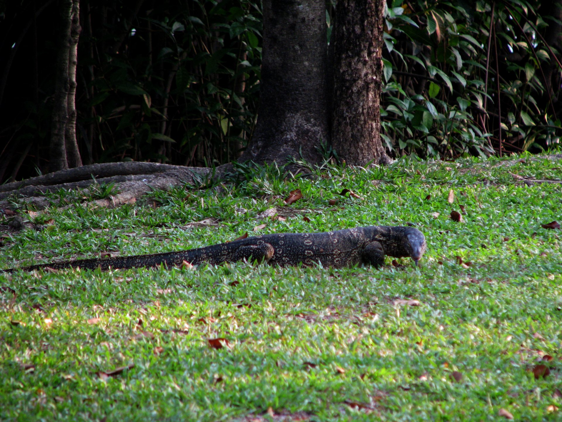 Download Animal Monitor Lizard HD Wallpaper