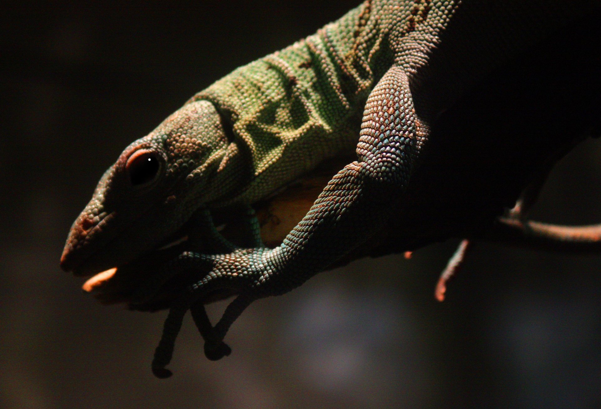 Download Animal Lizard 4k Ultra HD Wallpaper