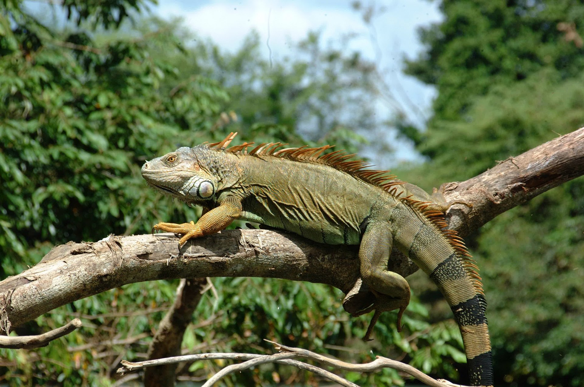 Download Animal Iguana HD Wallpaper