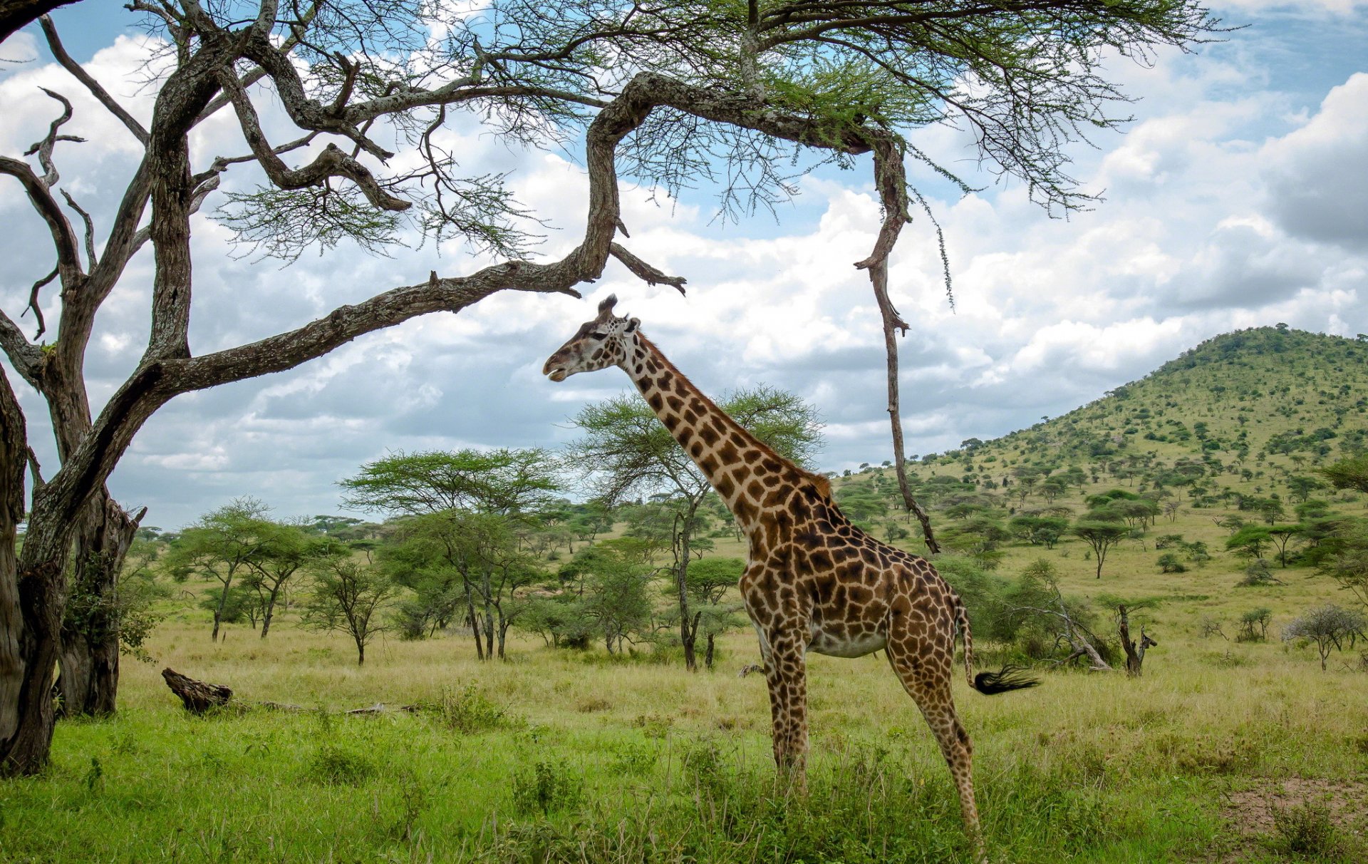Stunning Giraffe HD Wallpaper in Serene Savanna