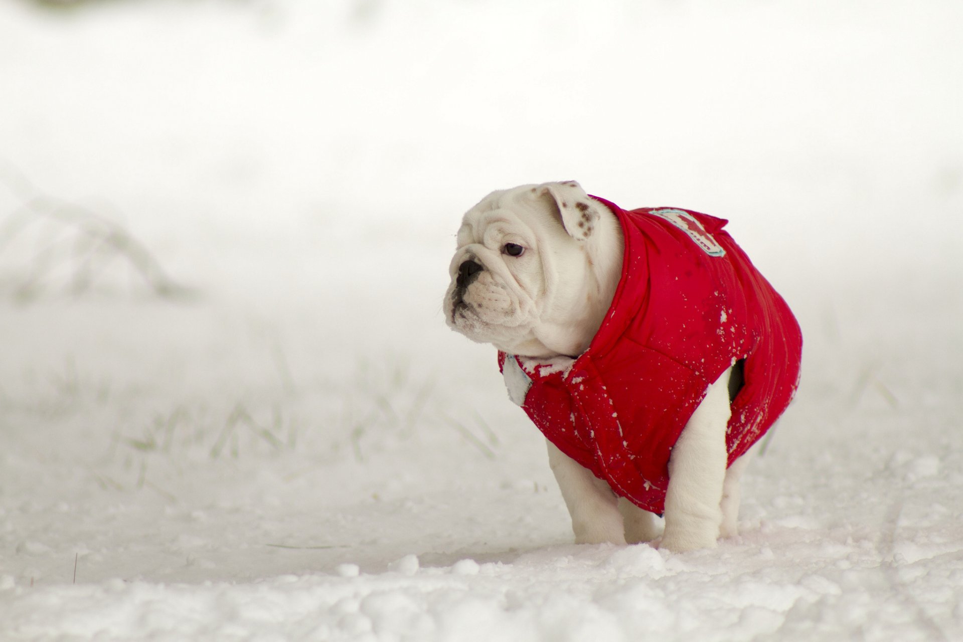 Chilly Pup in Cozy Red: HD Dog Wallpaper