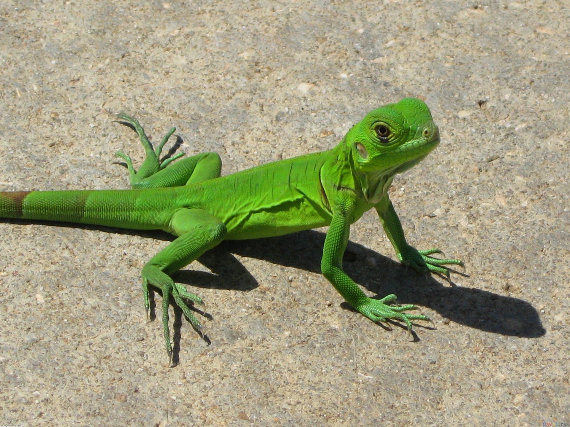 Download Animal Iguana HD Wallpaper | 3072x2304 | Wallpaper Abyss