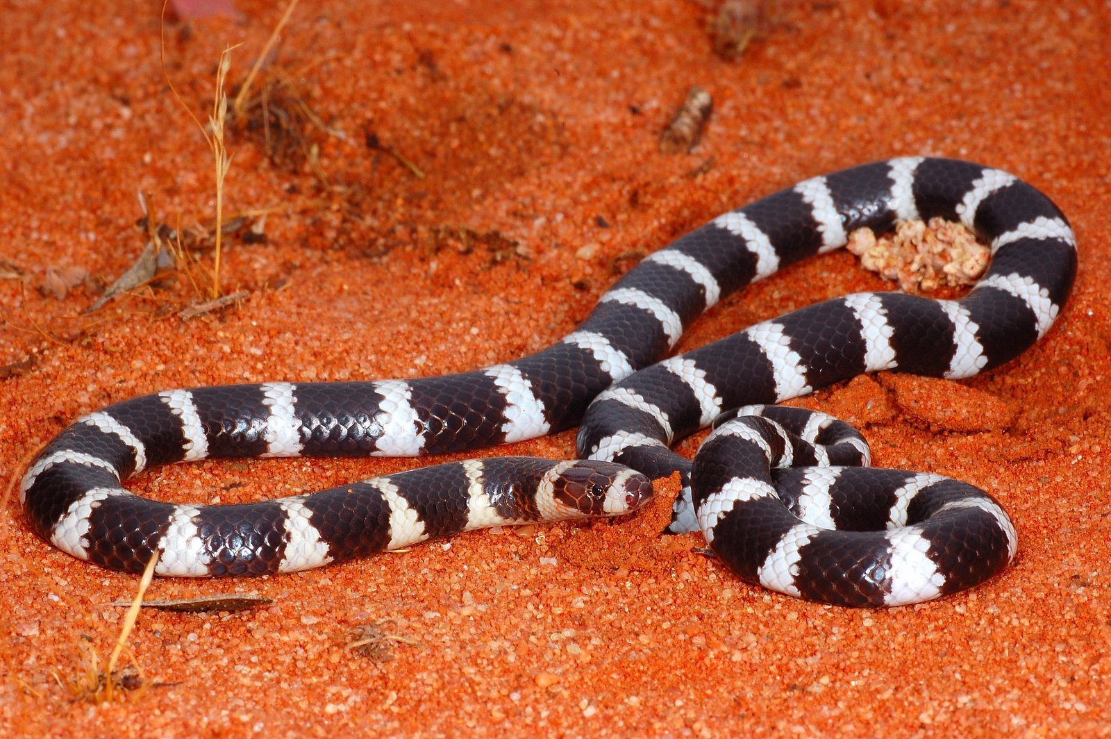 Banded Desert Snake — HD Animal Wallpaper | 1600x1064 | Wallpaper Abyss