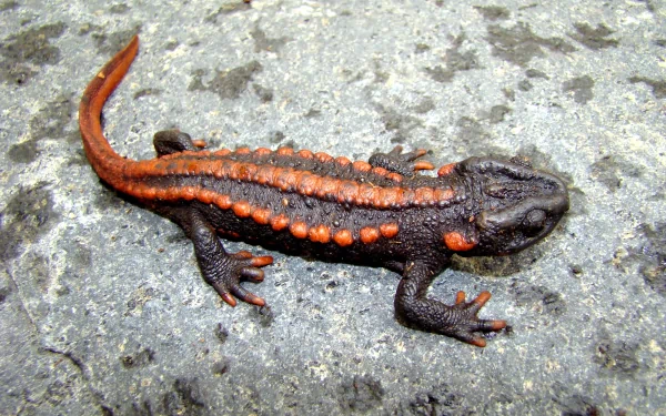 [20+] Newt Wallpapers