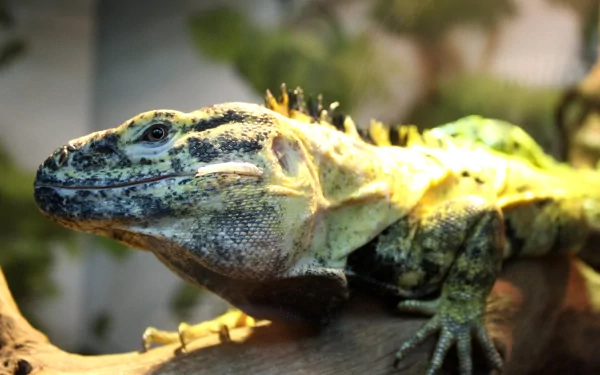 [20+] Iguana 4k Wallpapers