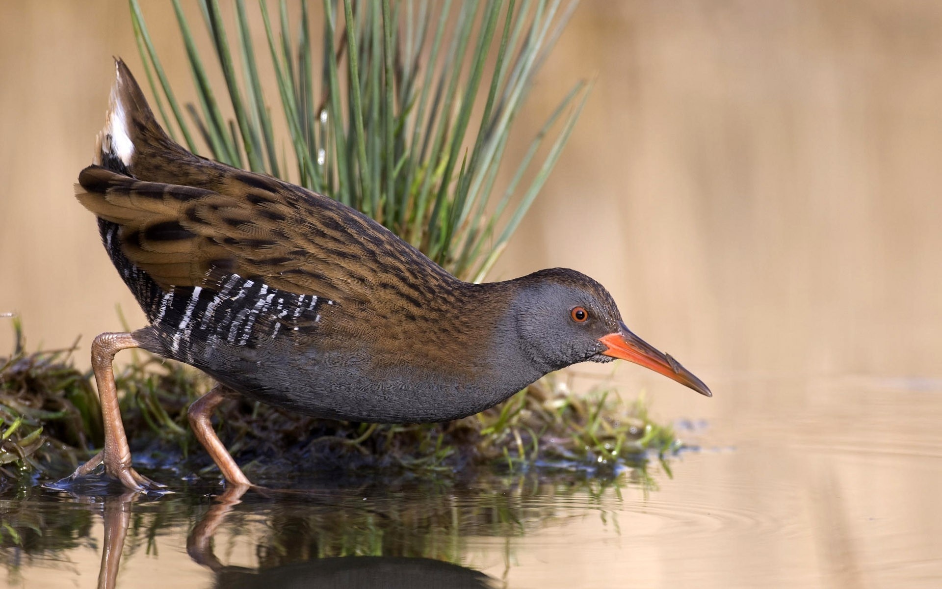 Stunning HD Wallpaper of a Marsh Bird in Tranquil Waters