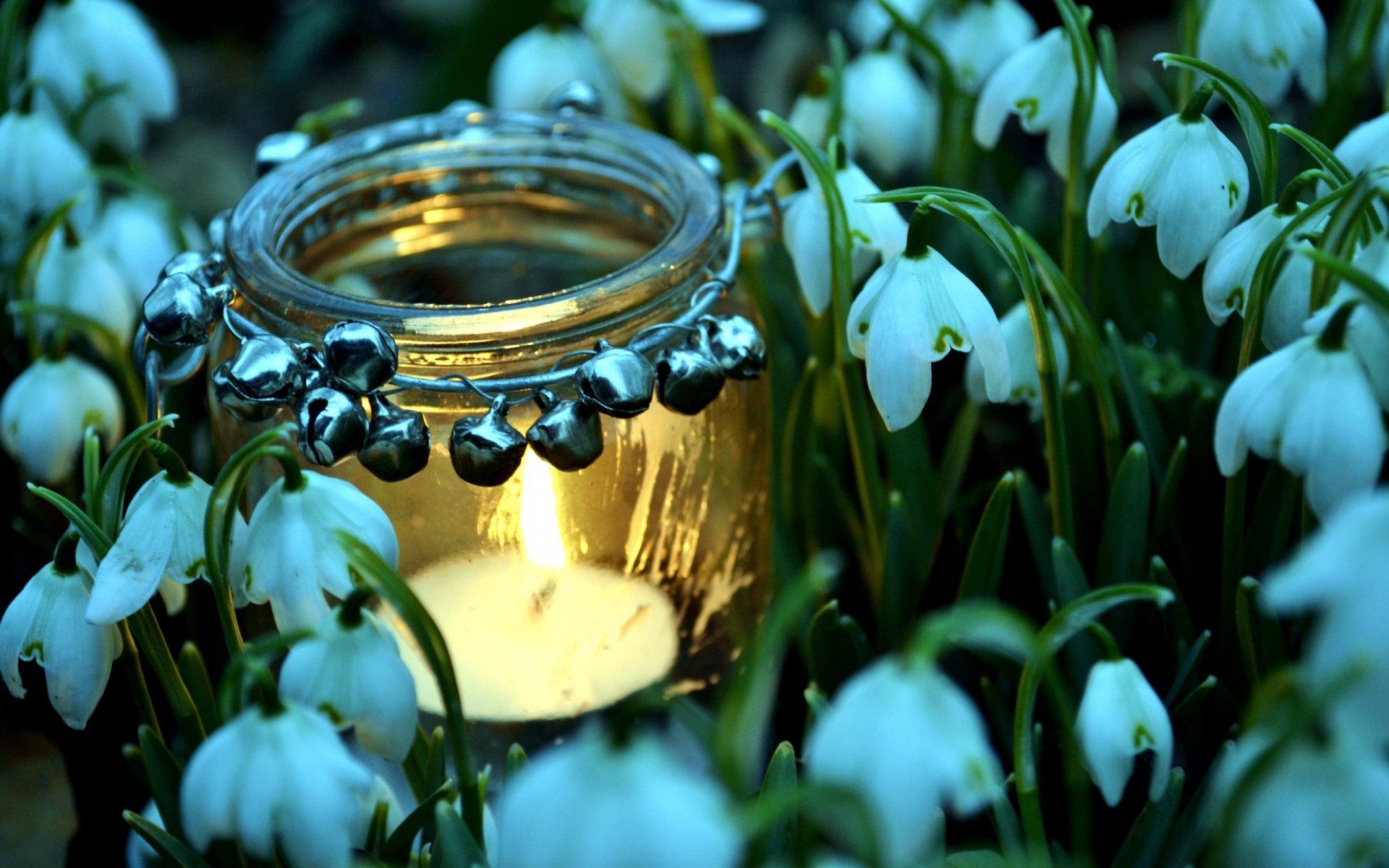 Ethereal Glow: Candlelight Among Snowdrop Blossoms in HD Photography ...