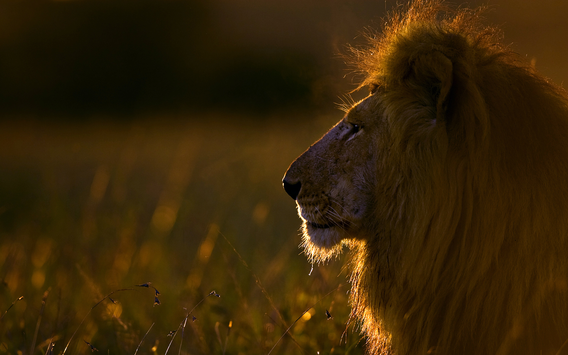Lion HD Wallpaper