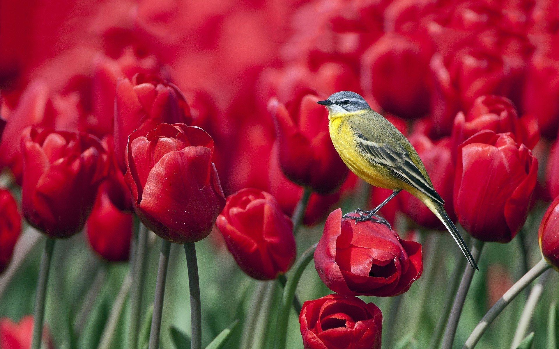 Vibrant Bird Among Scarlet Tulips - Stunning HD Animal Wallpaper ...