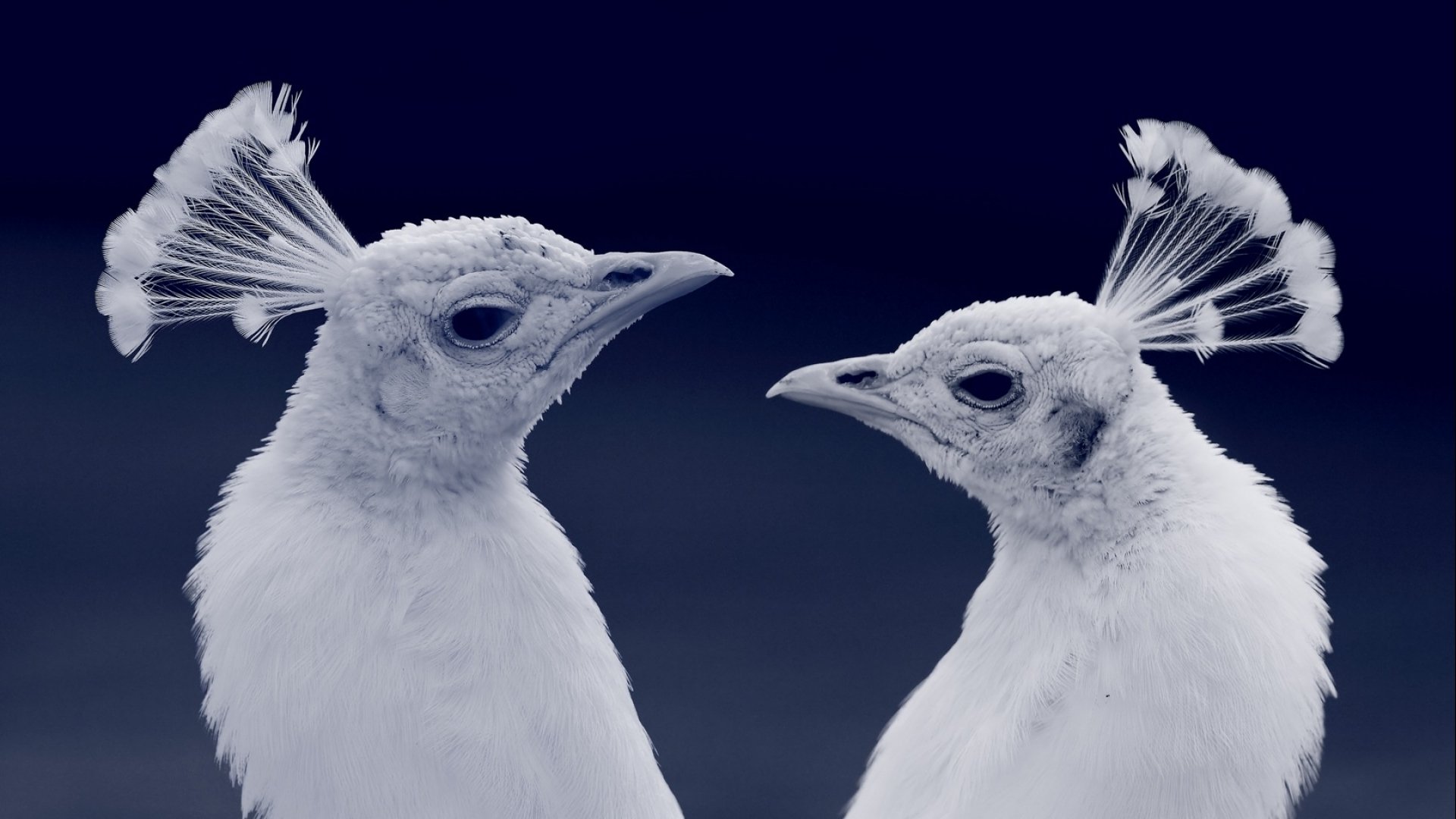 Majestic White Peacocks in Stunning HD Wallpaper View | 1920x1080 ...
