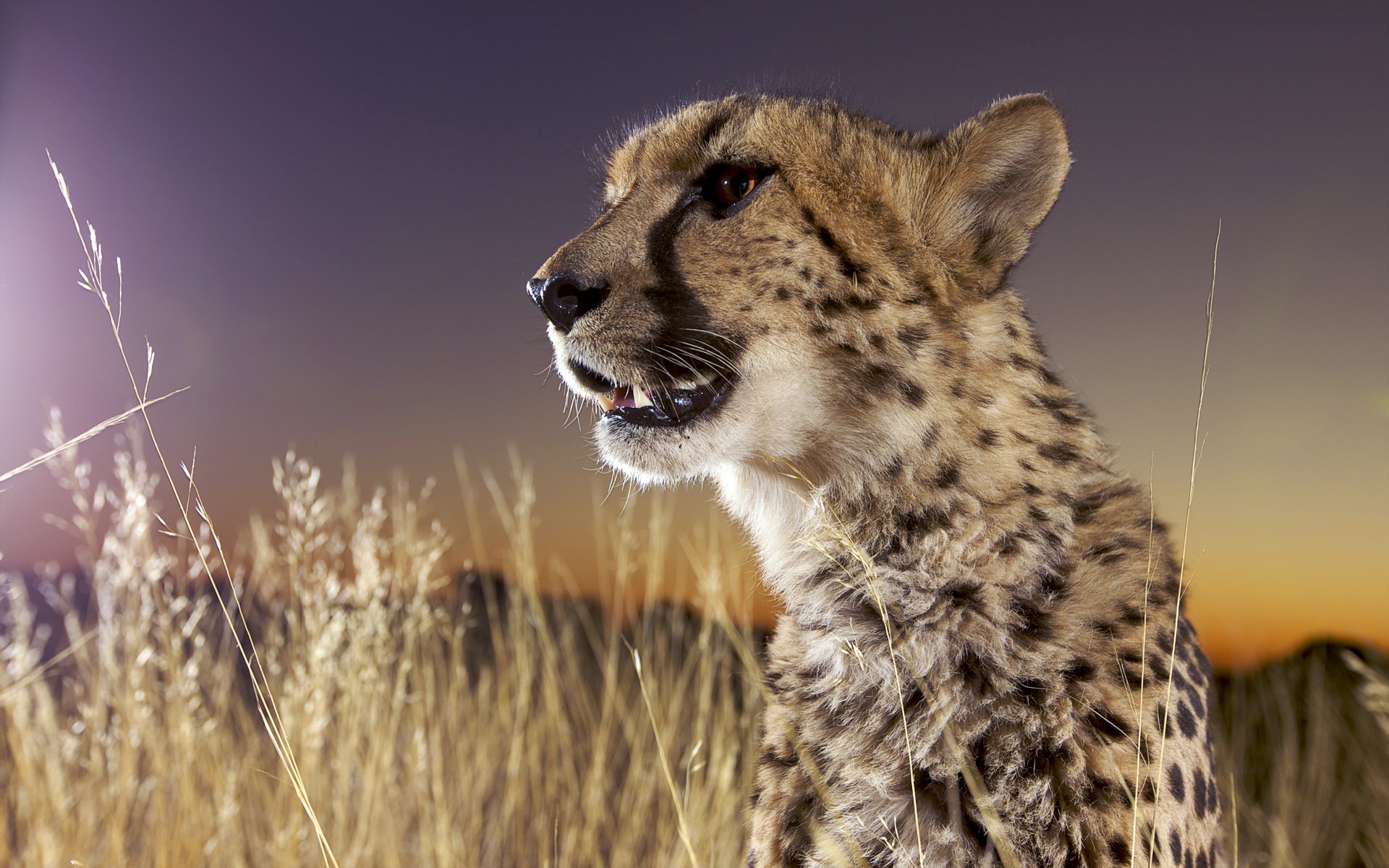 Majestic Cheetah HD Wallpaper: Grace in the Wild | 1920x1200 ...