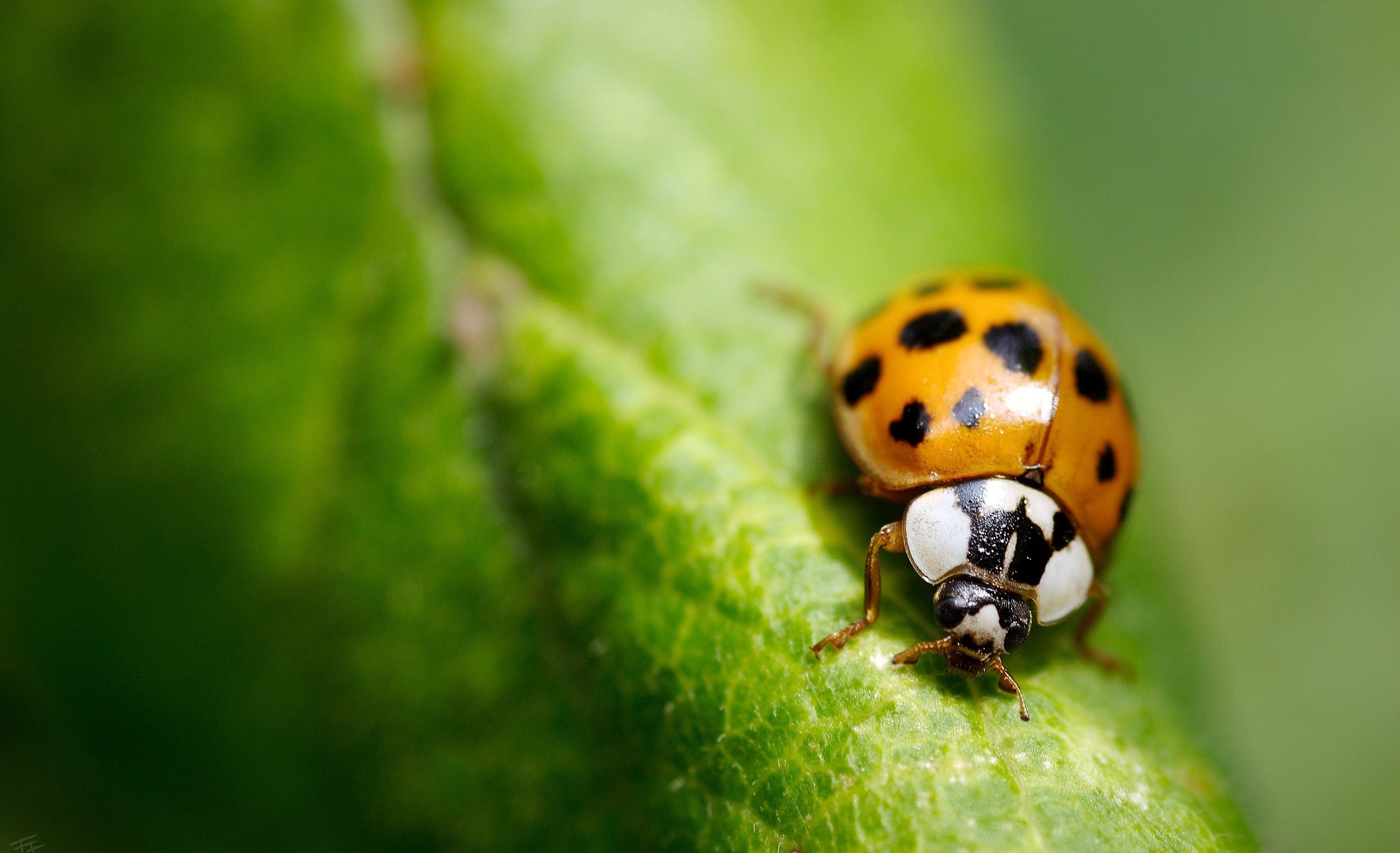 Animal Ladybug HD Wallpaper