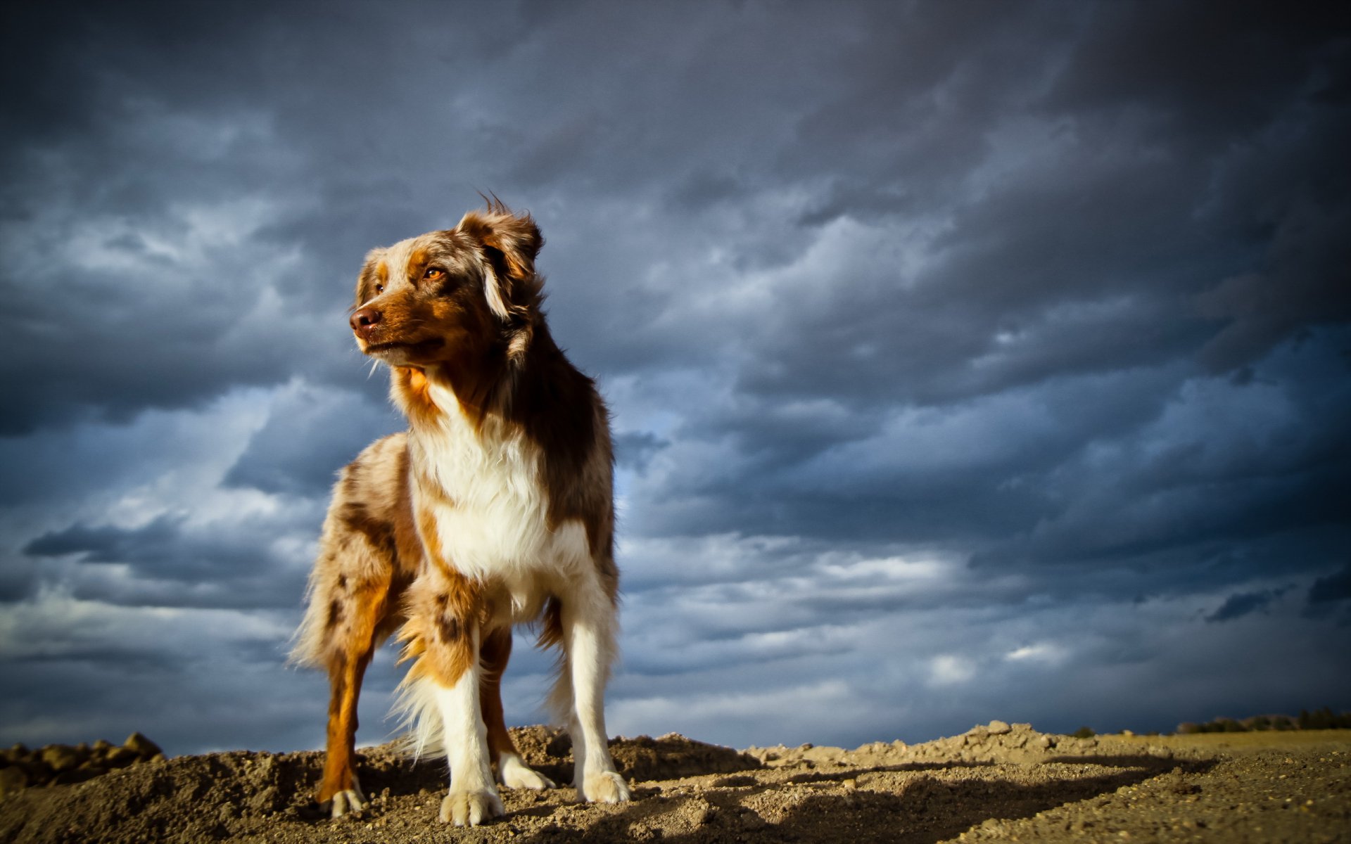 Majestic Dog on the Horizon – Stunning HD Animal Wallpaper