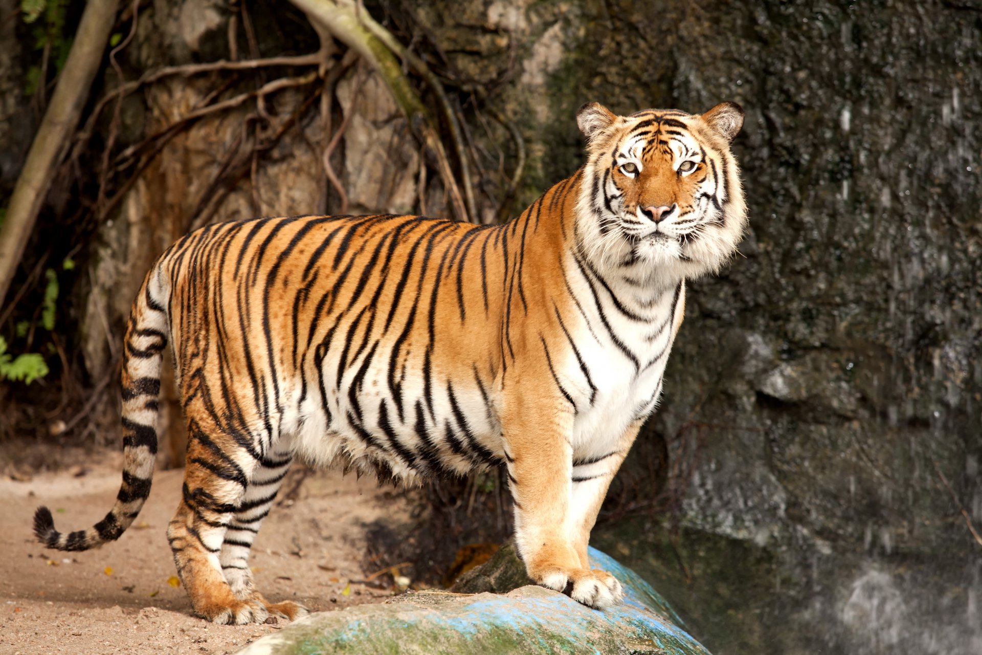 Majestic Tiger in Stunning 4K Ultra HD Wallpaper | 5616x3744 ...