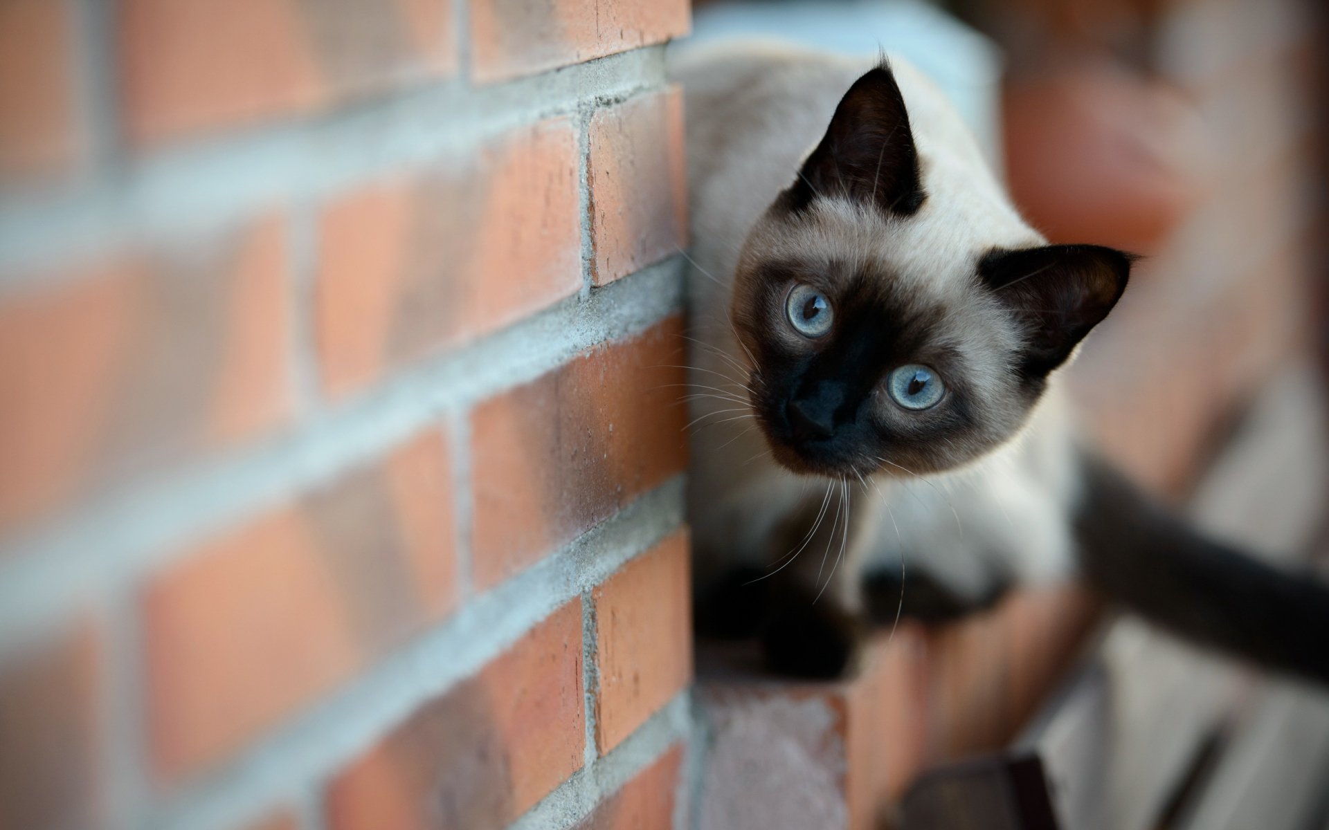 Charming Cat HD Wallpaper: A Feline Curiousity