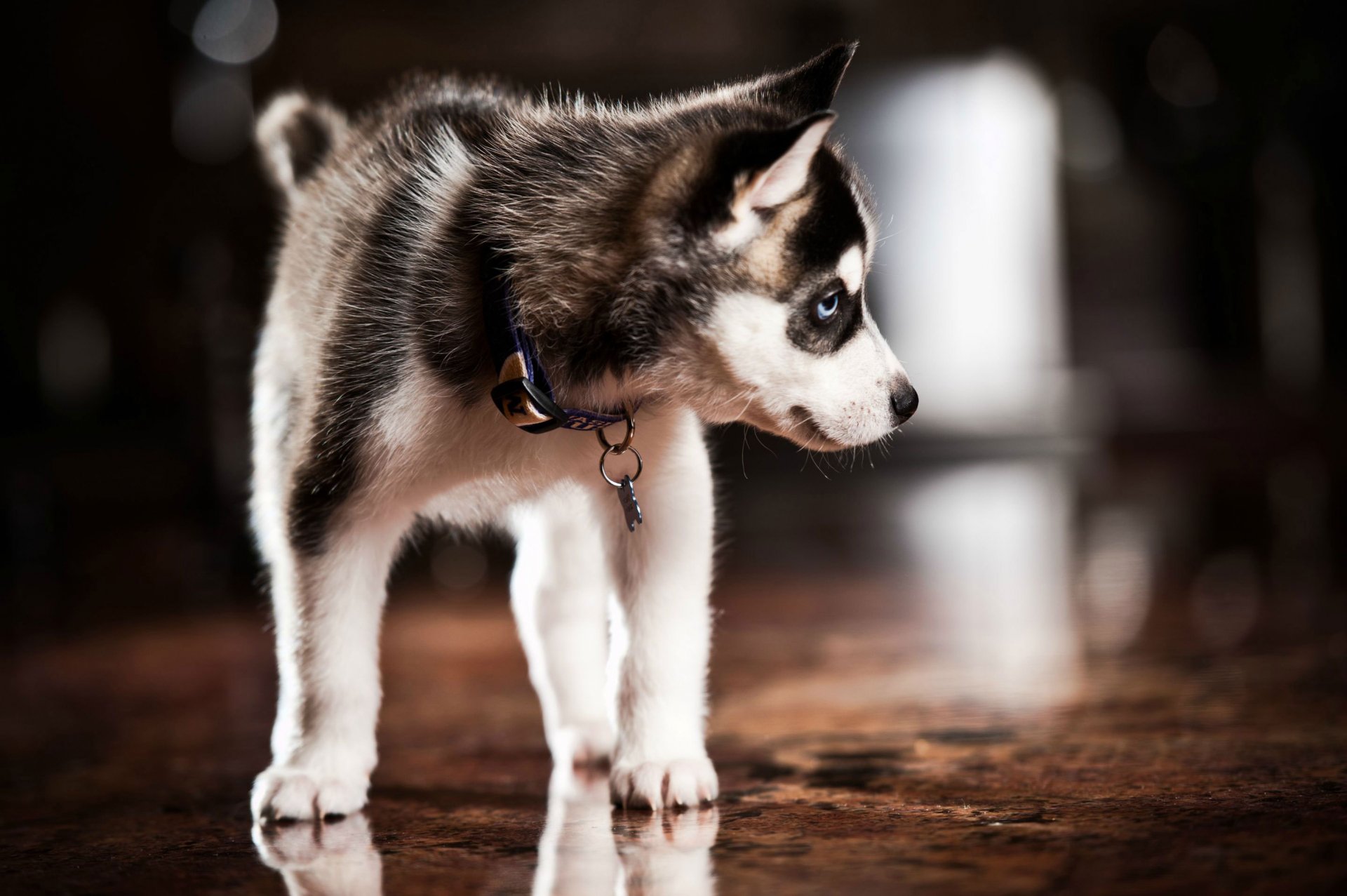 Charming Husky: A Stunning HD Wallpaper