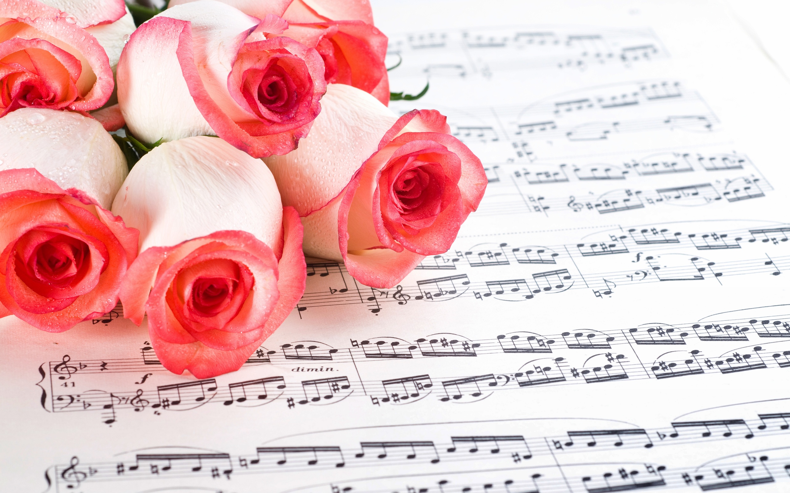 Download Nature Rose HD Wallpaper