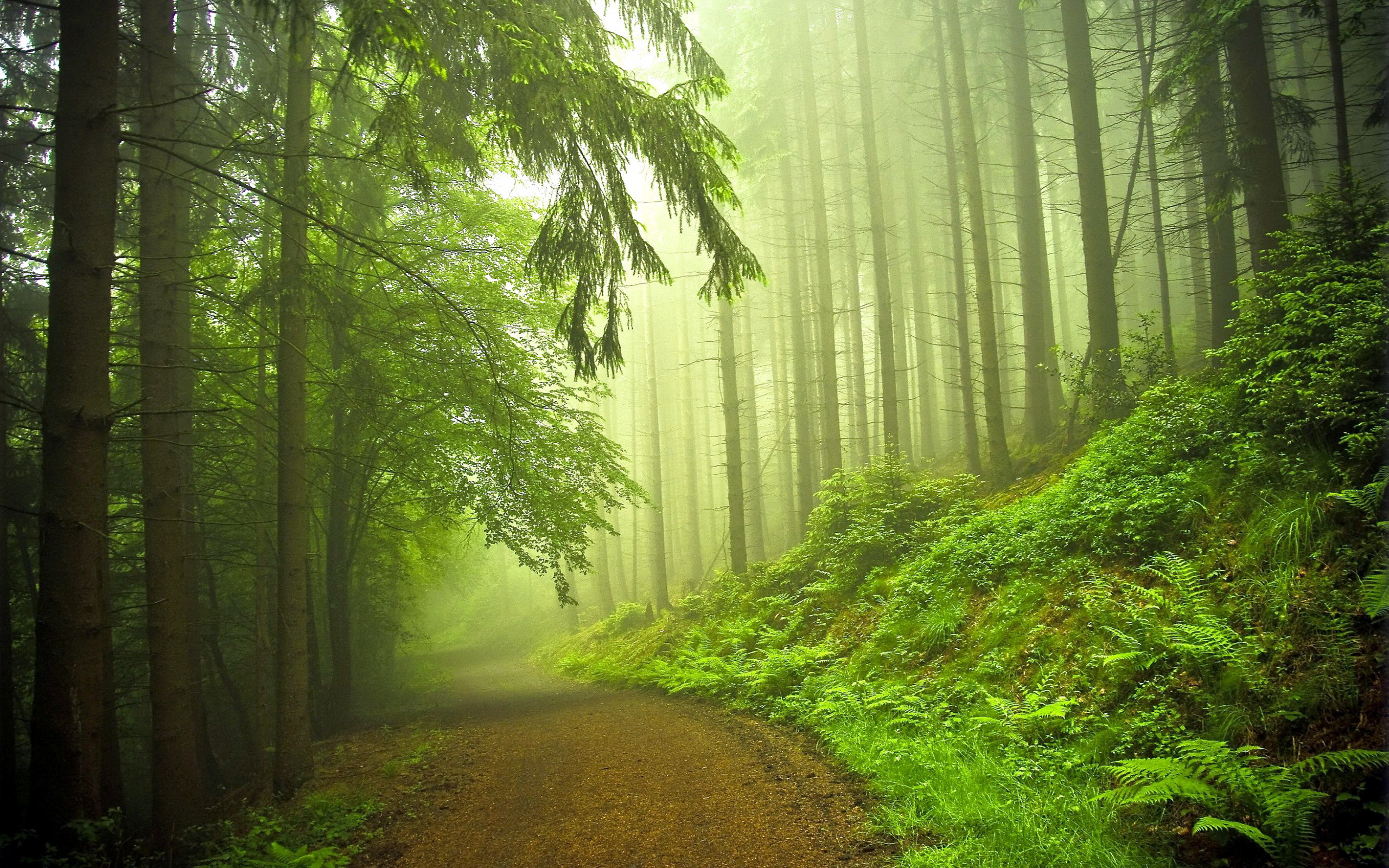 Enchanted Forest Path – Stunning HD Nature Wallpaper