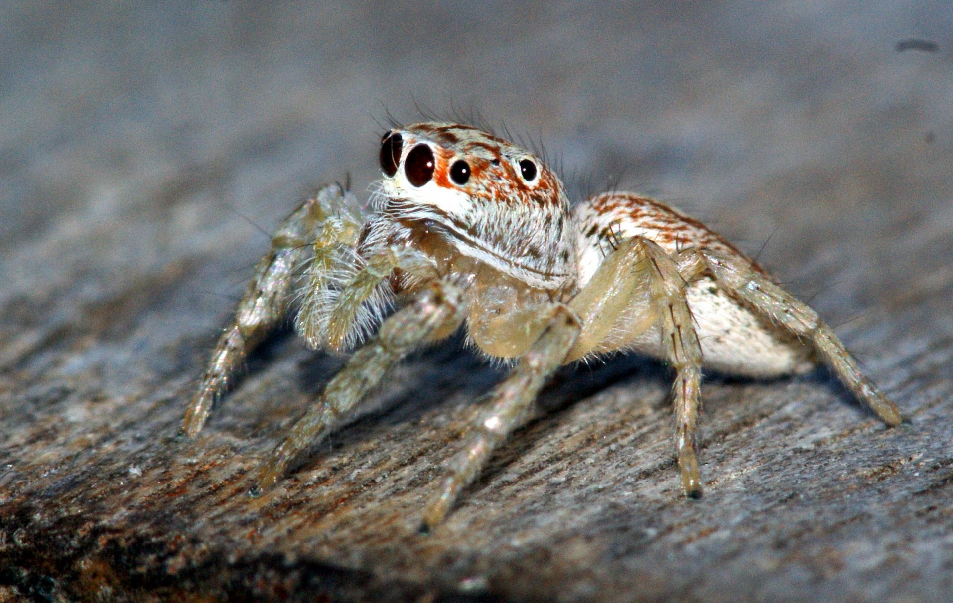 Download Jumping Spider Animal Spider HD Wallpaper