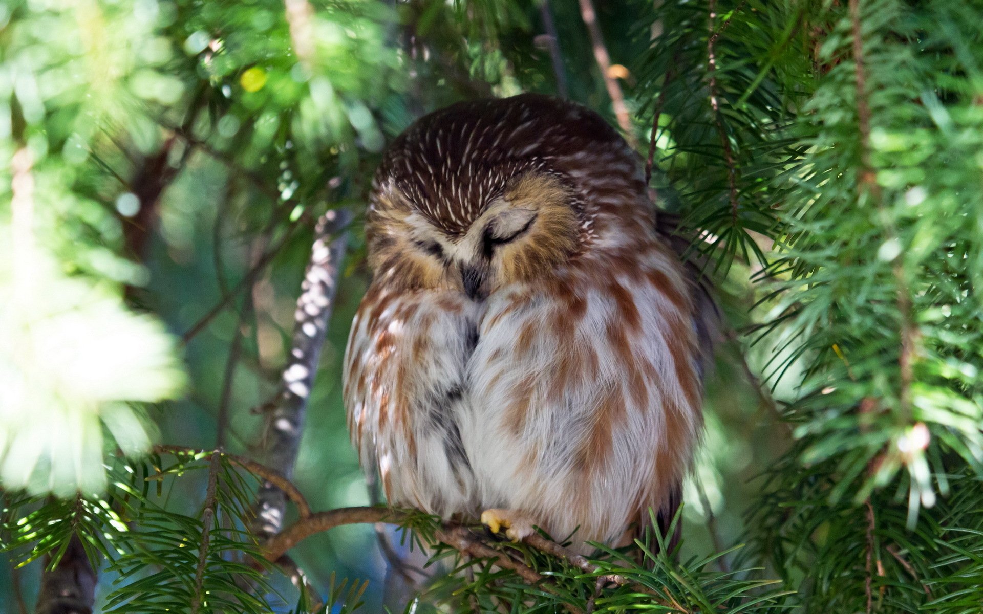 Serene Owl in HD Wallpaper