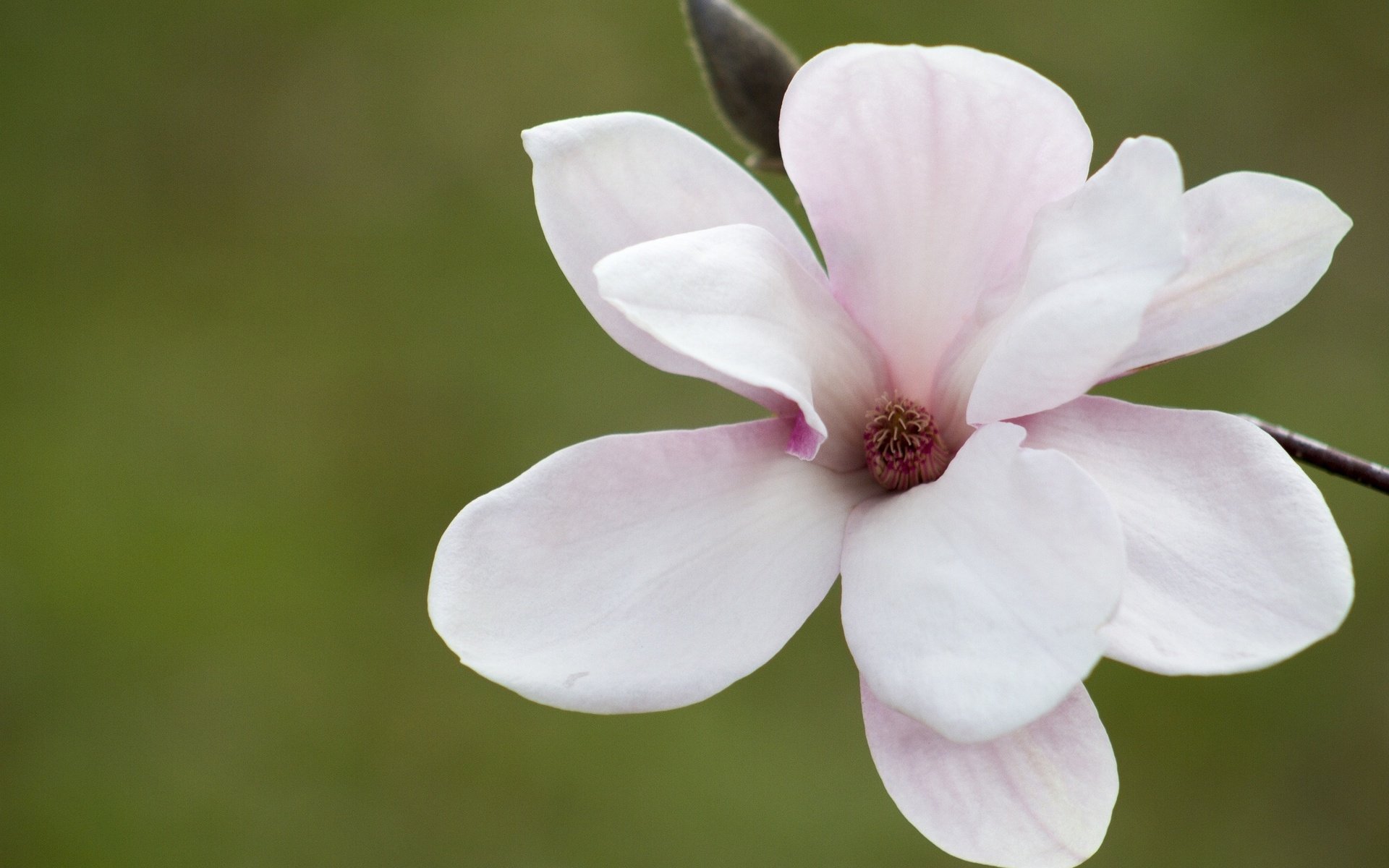 Serene Blossom: HD Nature Flower Wallpaper | 1920x1200 | Wallpaper Abyss