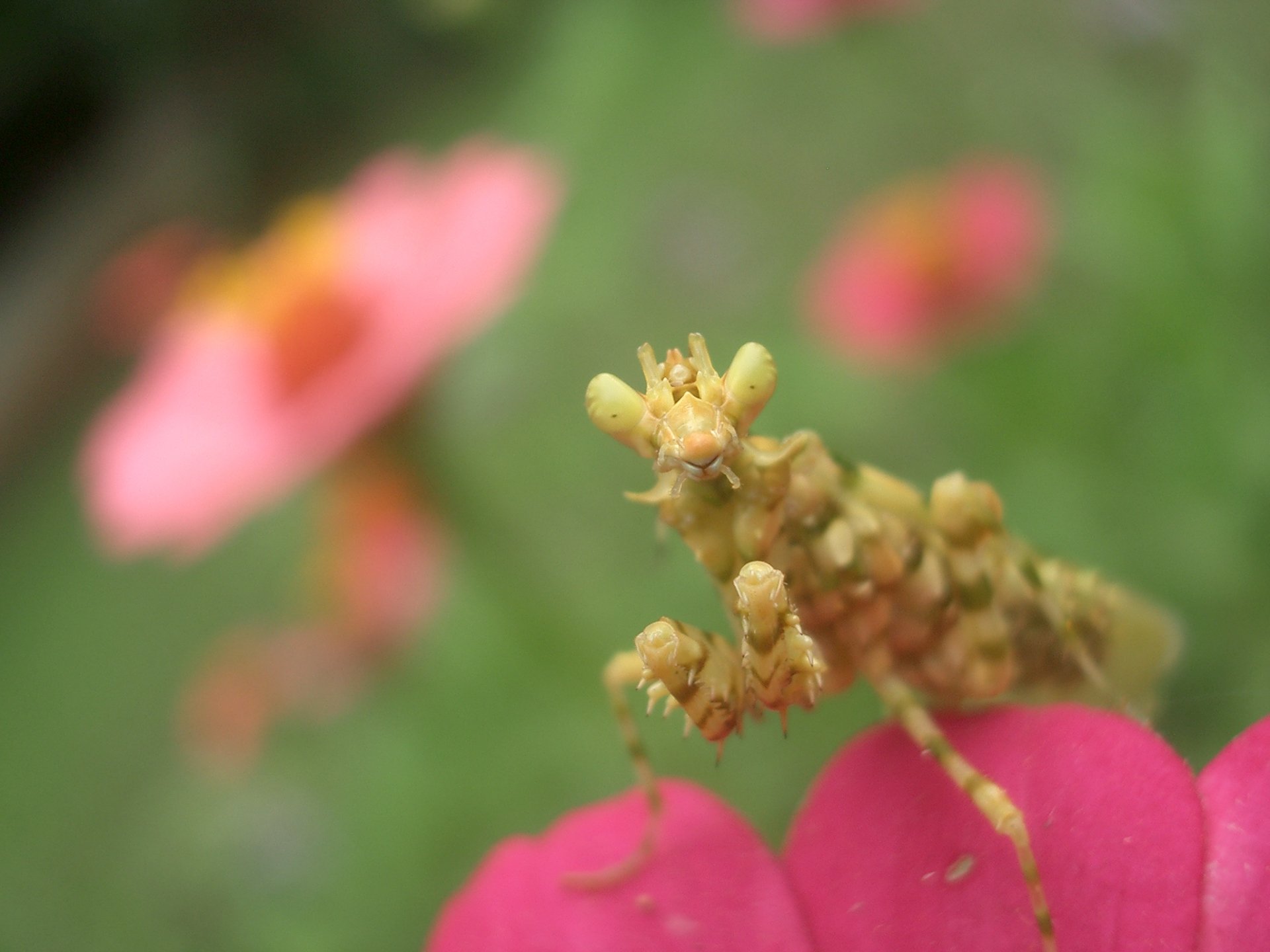 Download Animal Praying Mantis HD Wallpaper | 2048x1536 | Wallpaper Abyss