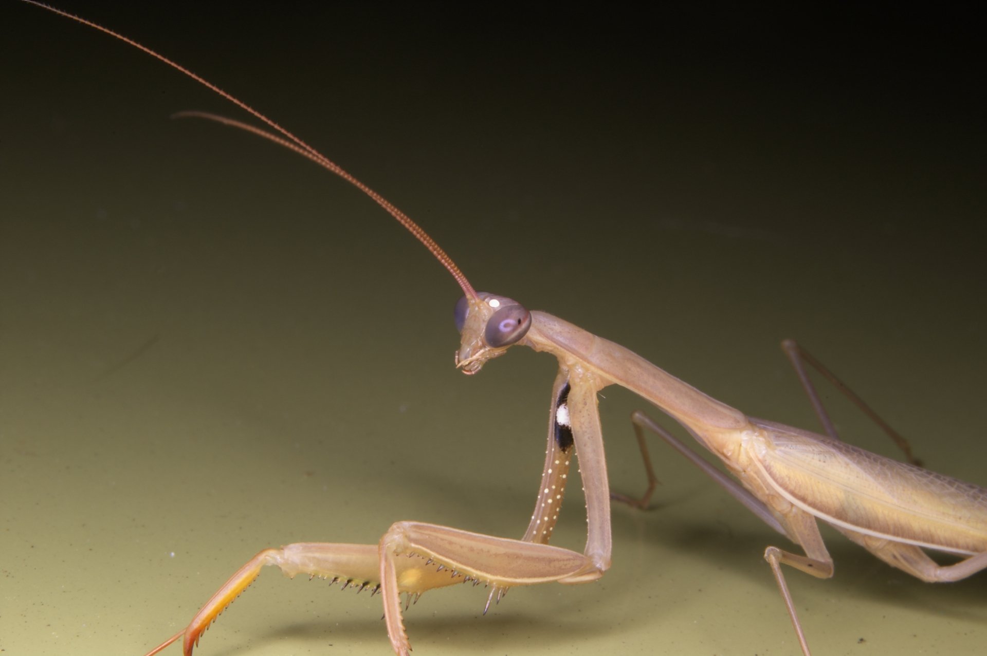 Praying Mantis HD Wallpaper