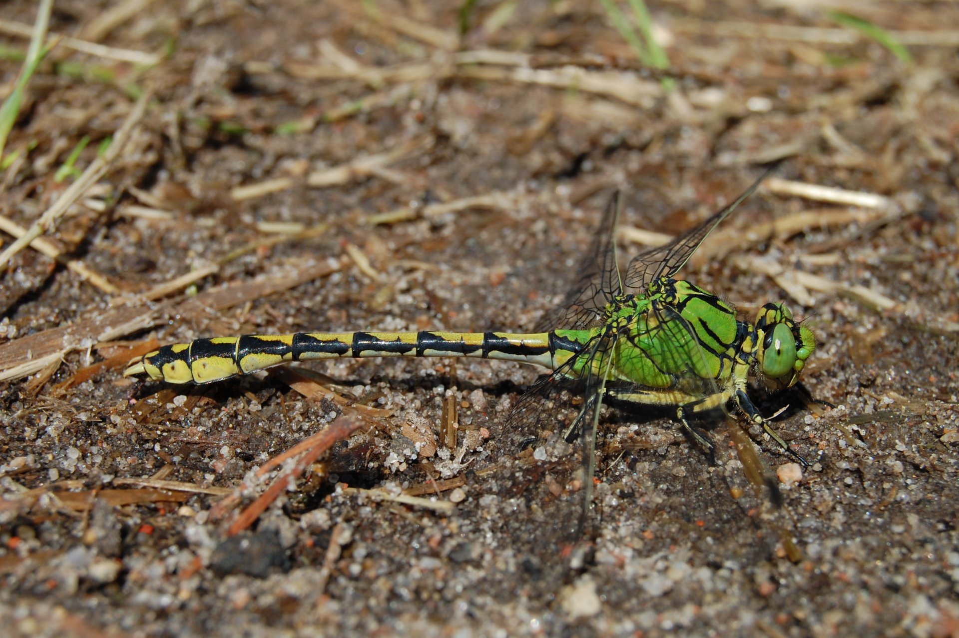 Download Animal Dragonfly HD Wallpaper