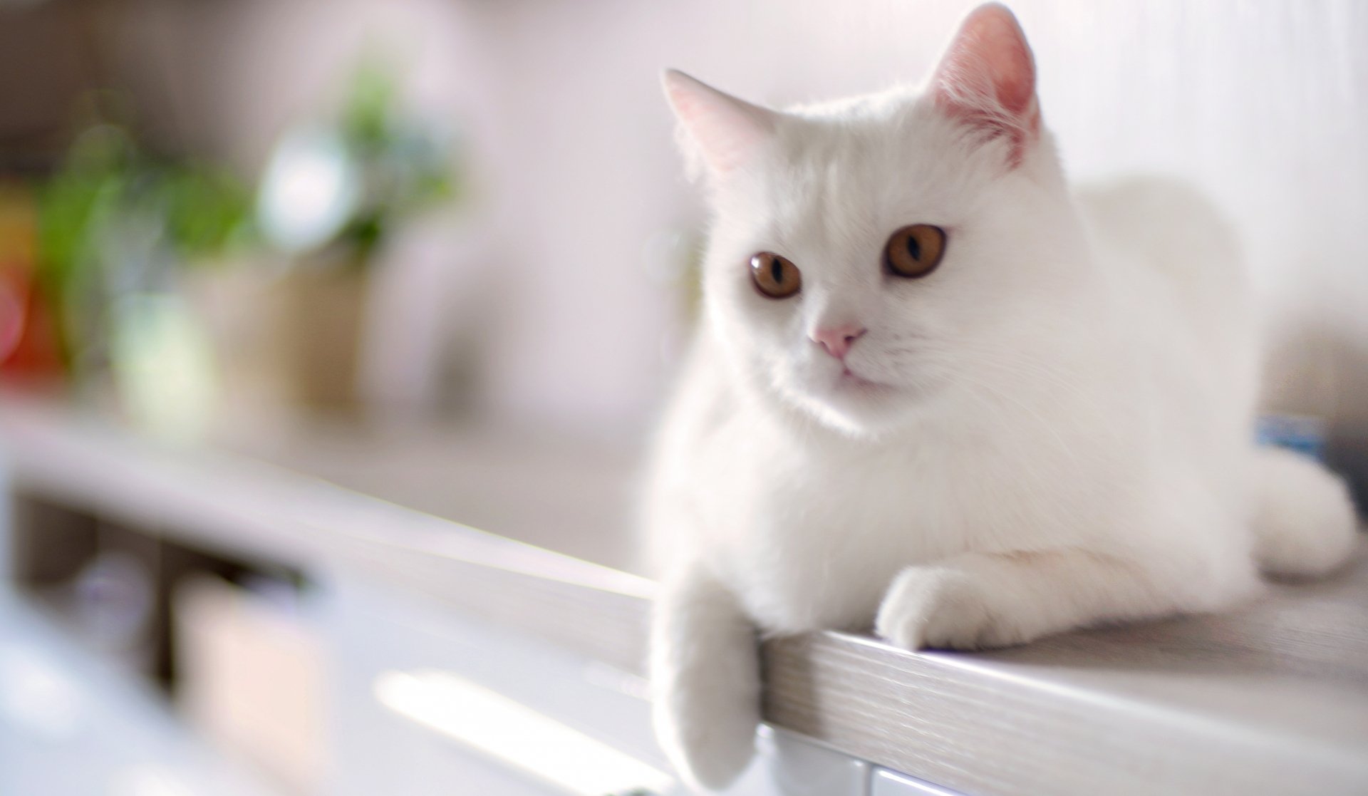 Majestic White Cat - 4K Ultra HD Animal Wallpaper | 4237x2465 ...