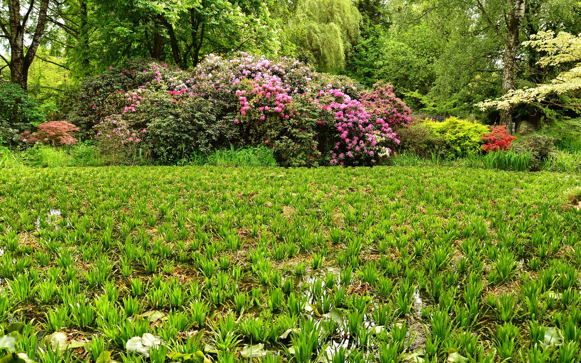 Lush Park Serenity: HD Nature Photography Wallpaper | 1920x1200 ...