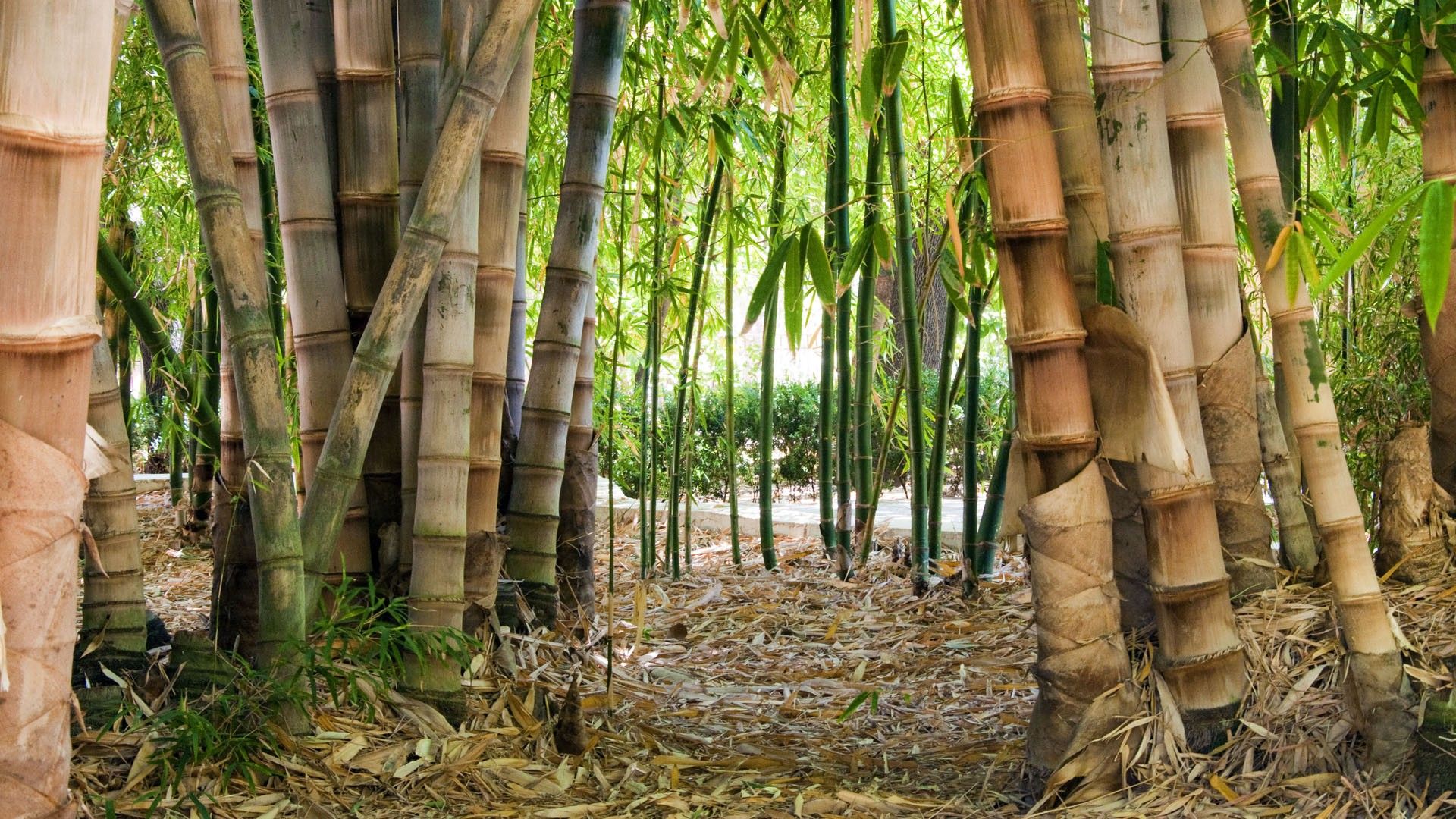 Download Nature Bamboo HD Wallpaper