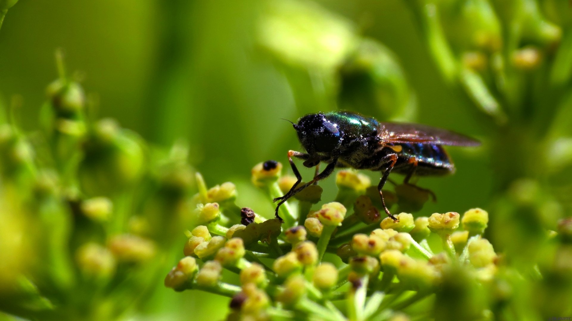 Download Animal Insect HD Wallpaper