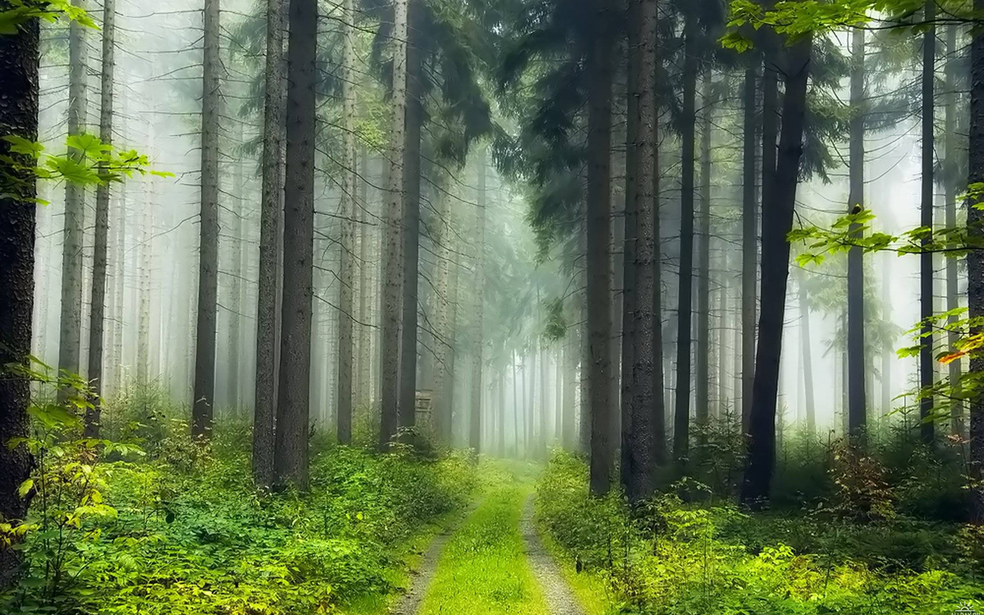 Nature Forest HD Wallpaper