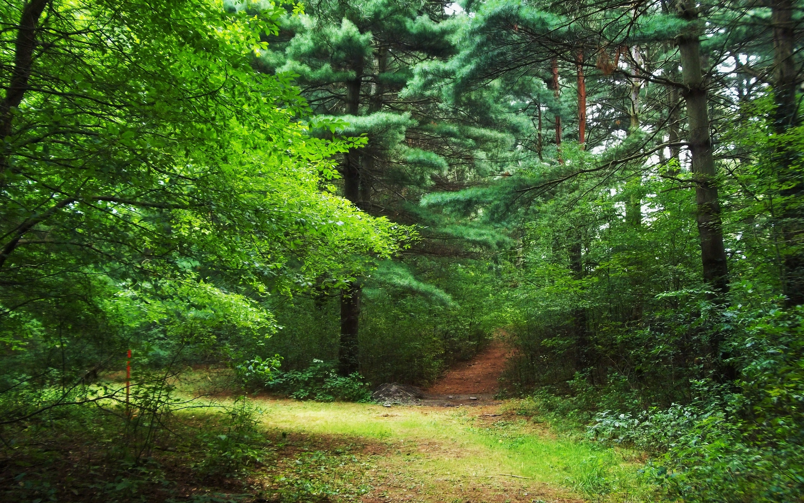 Download Forest Nature Path HD Wallpaper