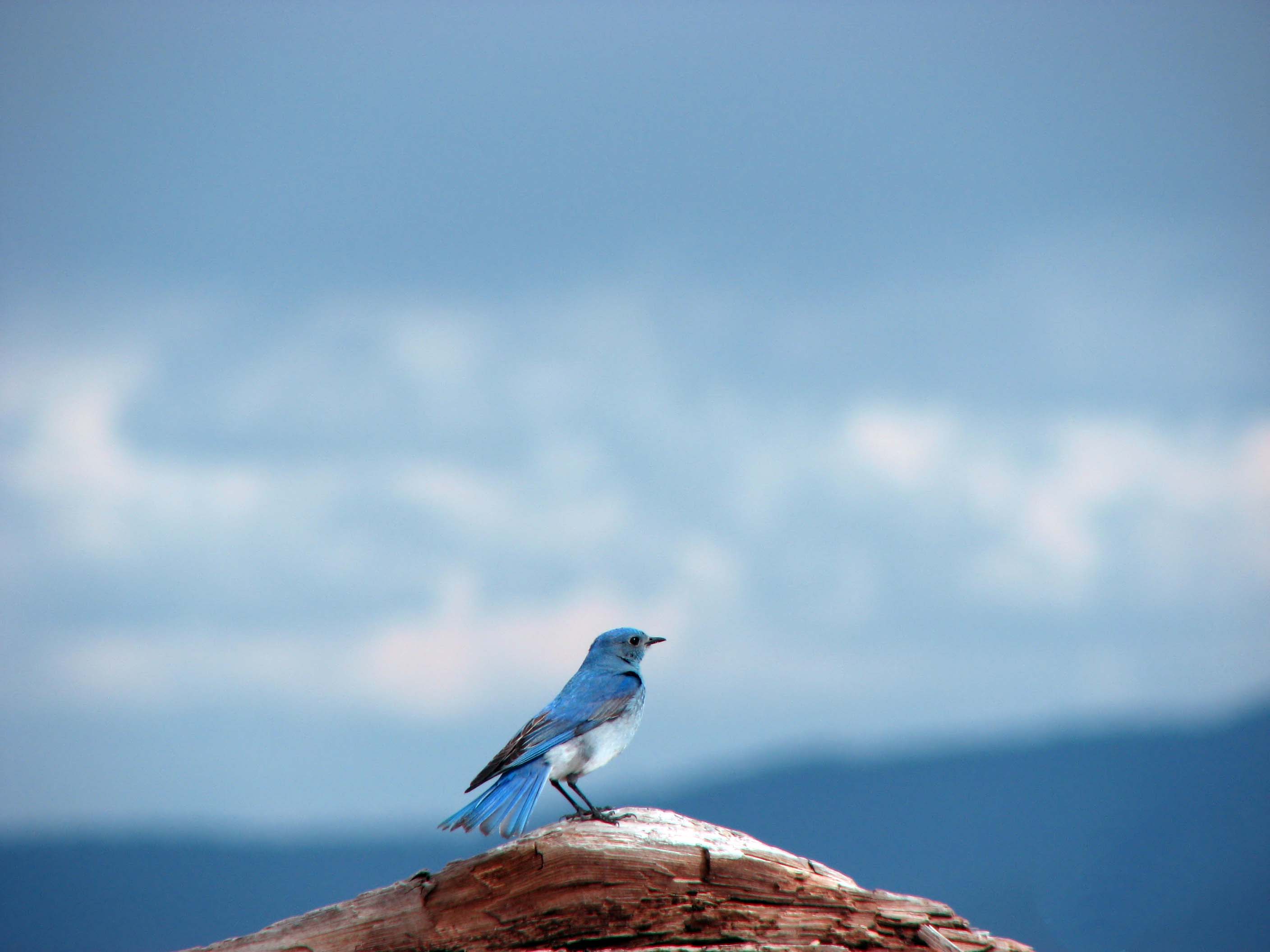 Majestic Bluebird in Focus: Stunning HD Wildlife Wallpaper