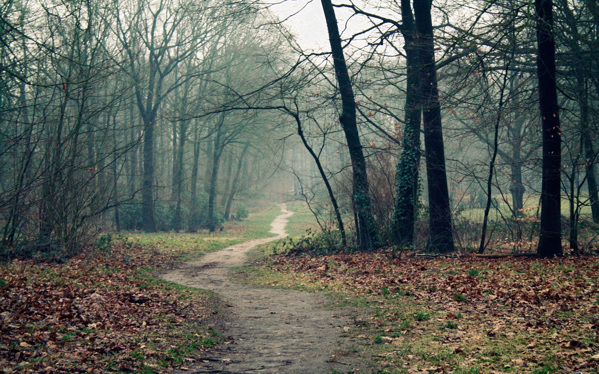 Download Forest Man Made Path HD Wallpaper | 1920x1200 | Wallpaper Abyss