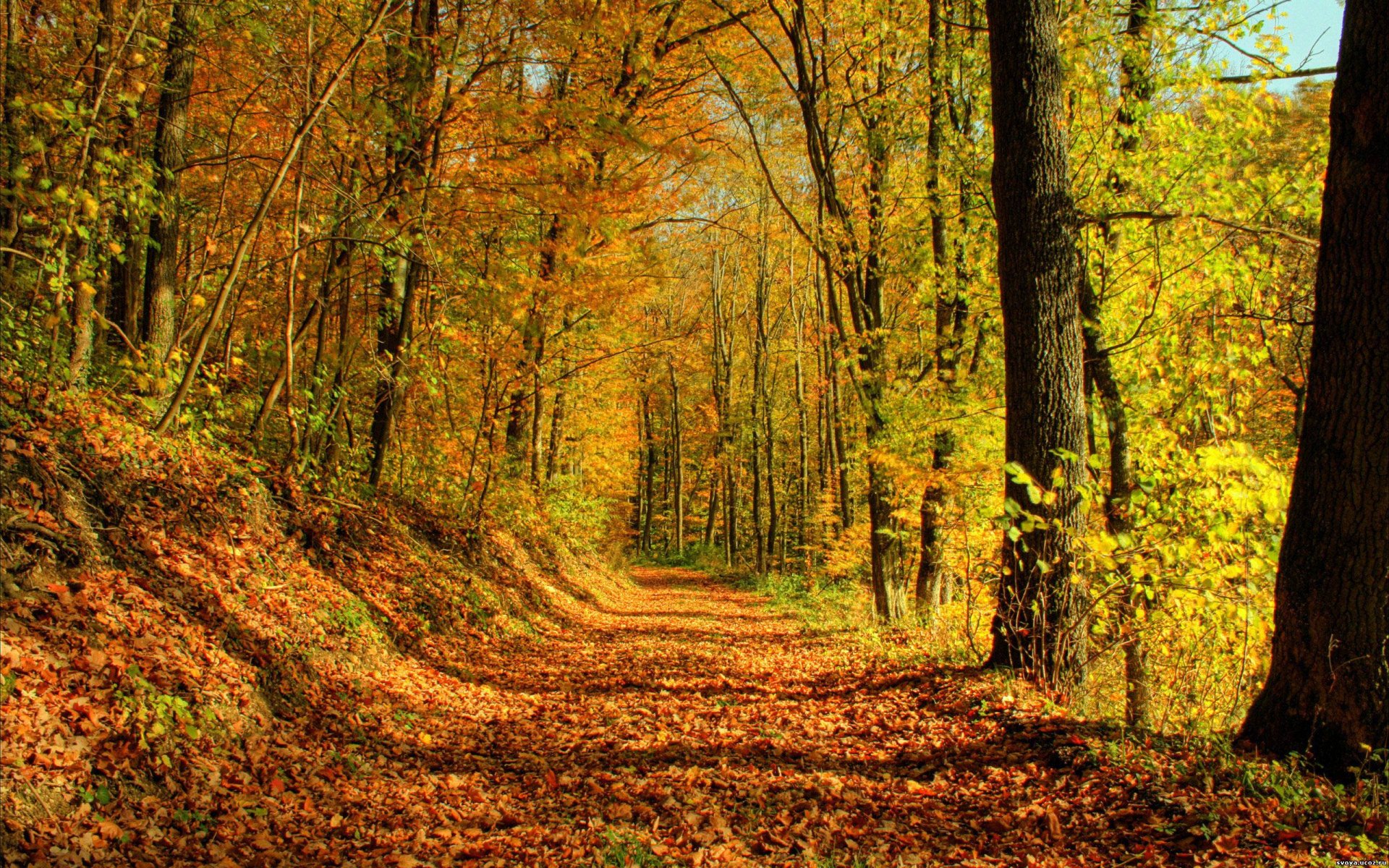 Autumn Forest Path — 2K Quad HD Nature Wallpaper | 2560x1600 ...